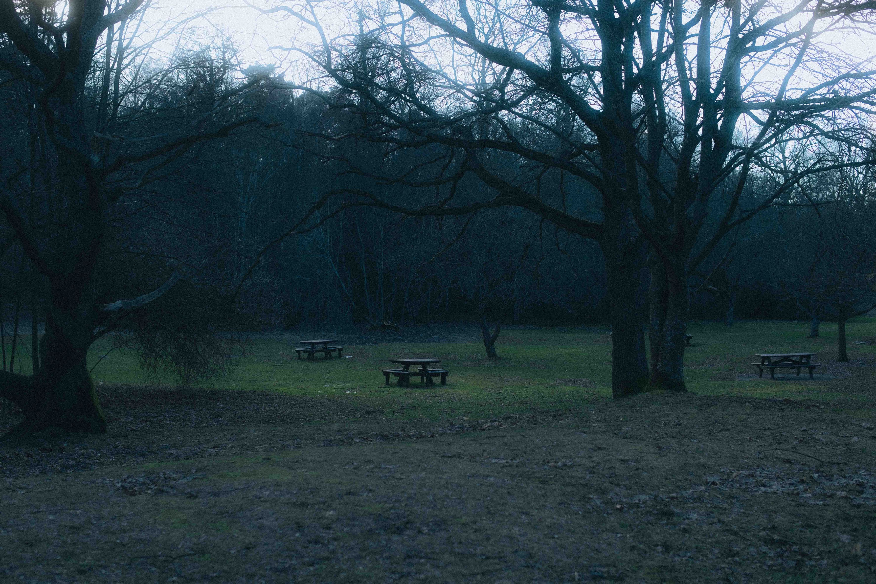 A Gloomy Park Full of Bare Trees · Free Stock Photo