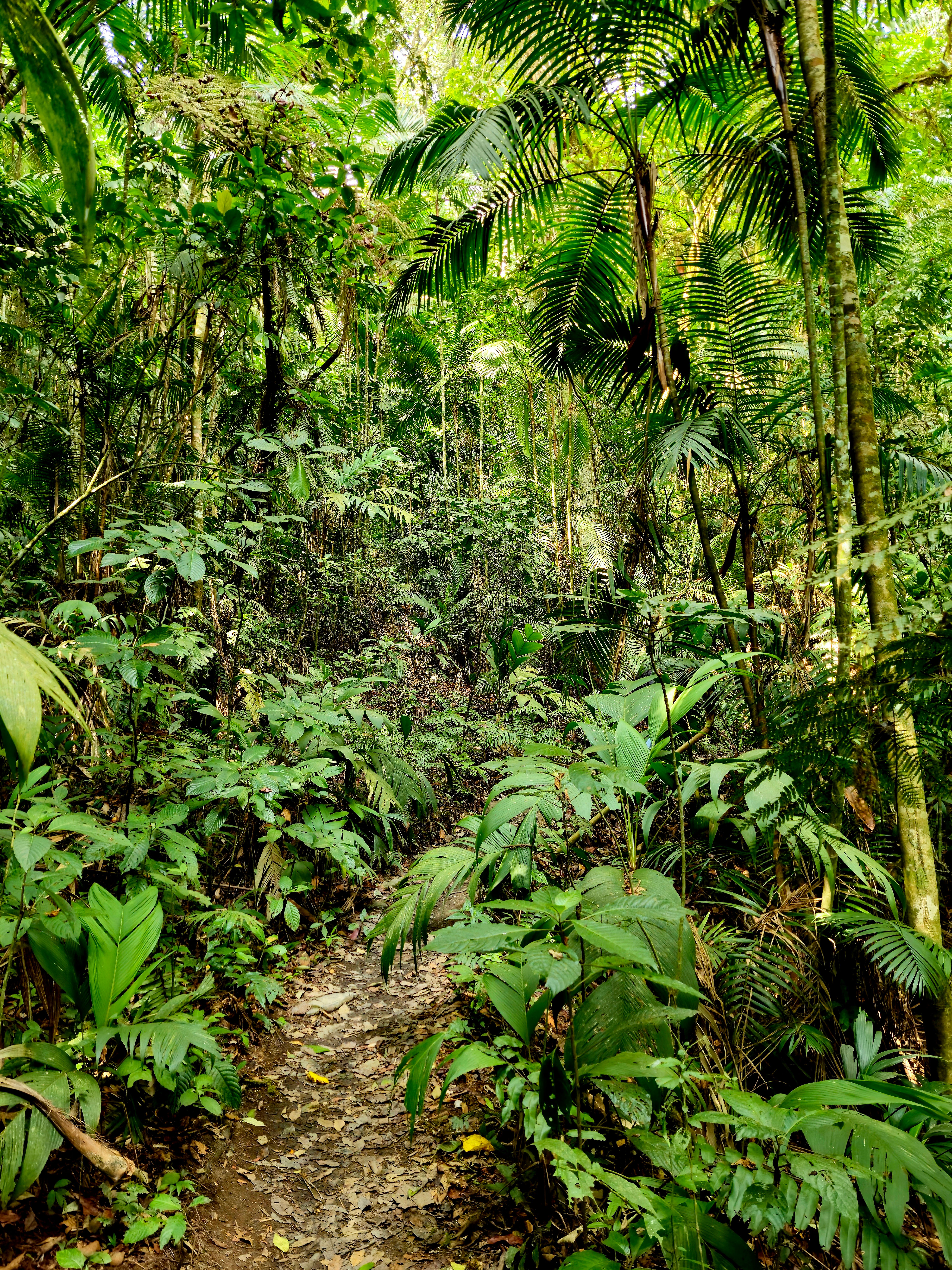 Dense Tropical Jungle with Plants and Trees · Free Stock Photo