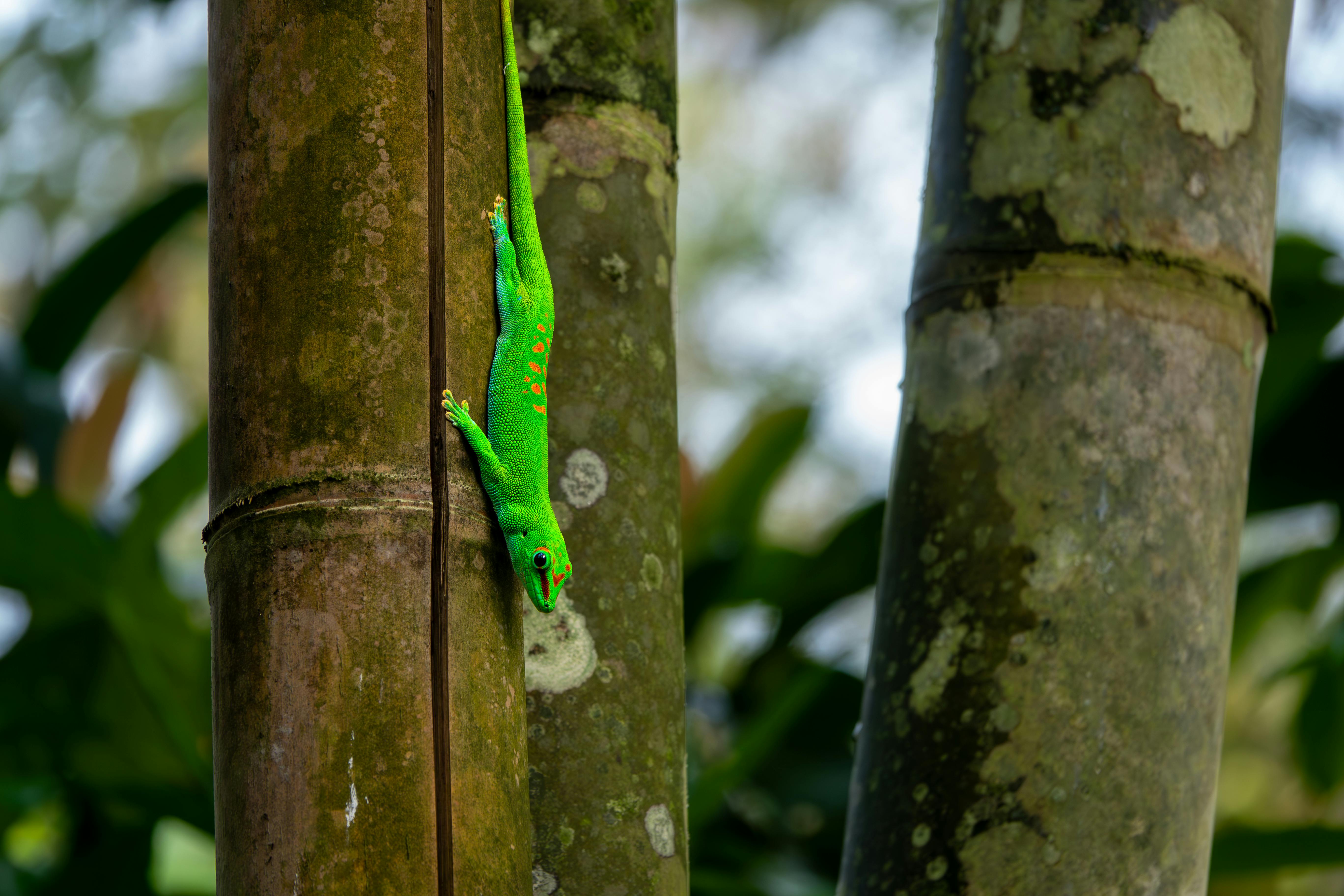 Gecko on Bamboo Tree · Free Stock Photo