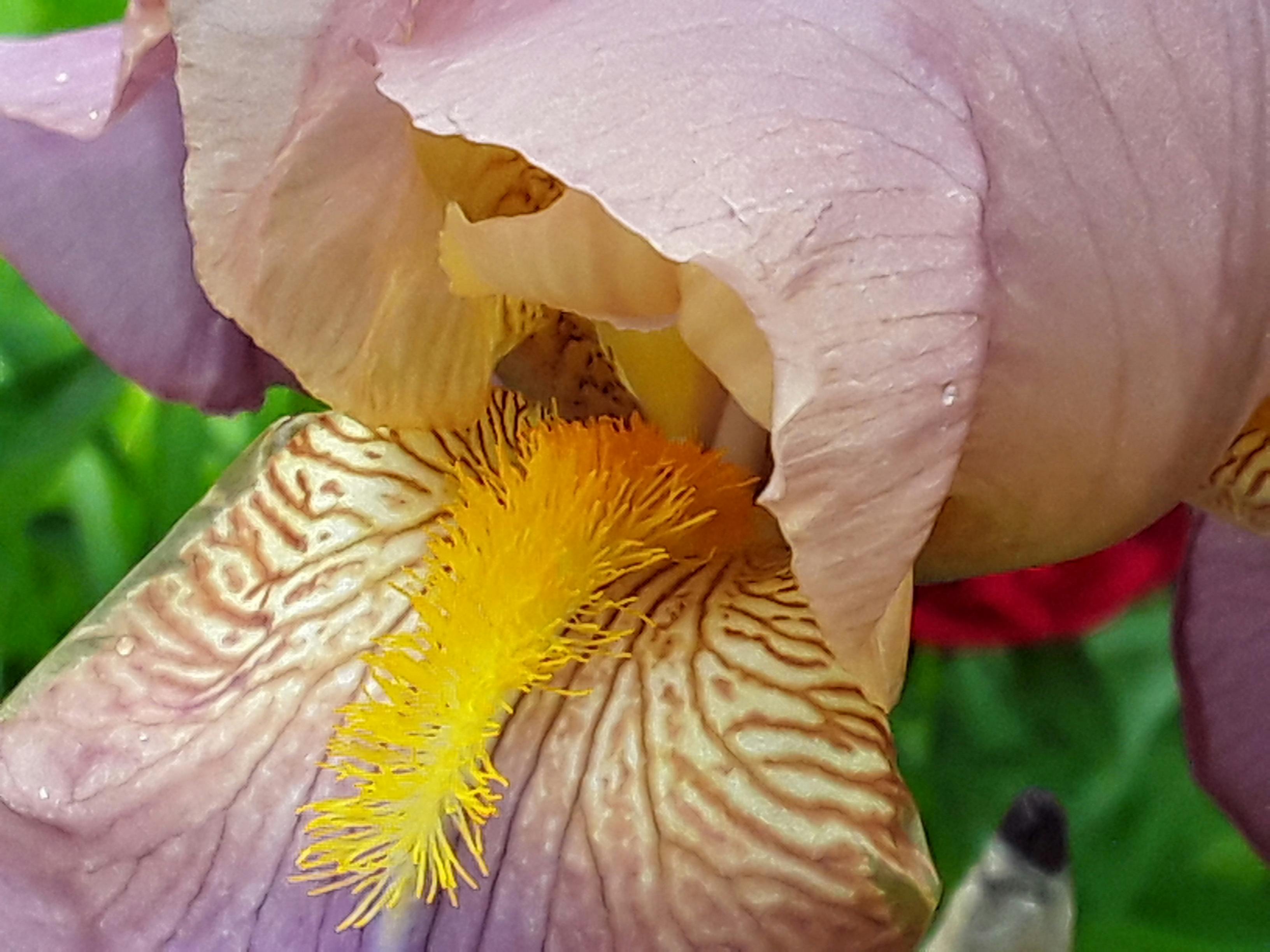 Keiya's Flowers 5 Photos & Videos Collected by Keiya Tasire