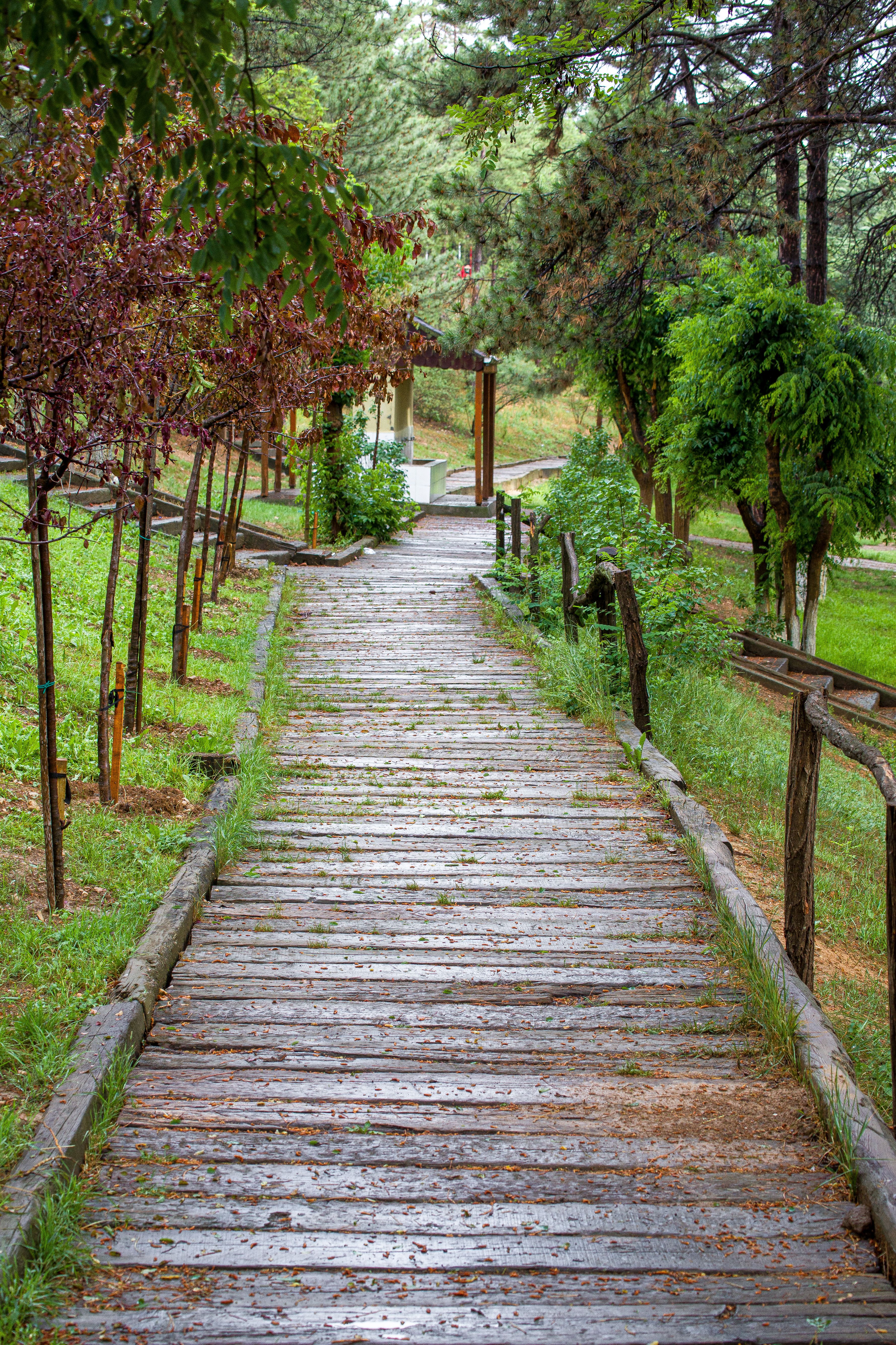 Wooden Footpath among Trees in Park · Free Stock Photo