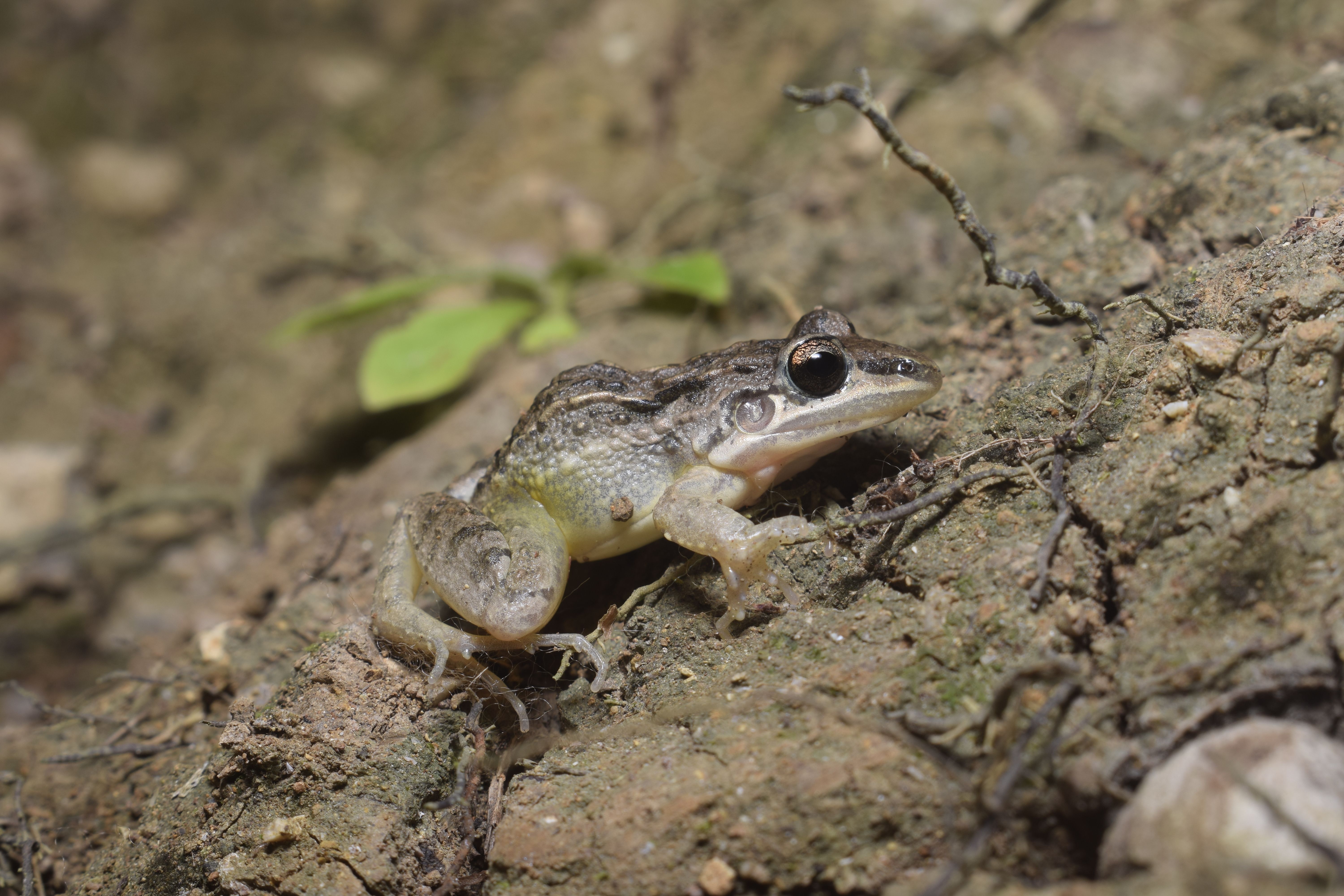 Mexican White-Lipped Frog on Mud · Free Stock Photo