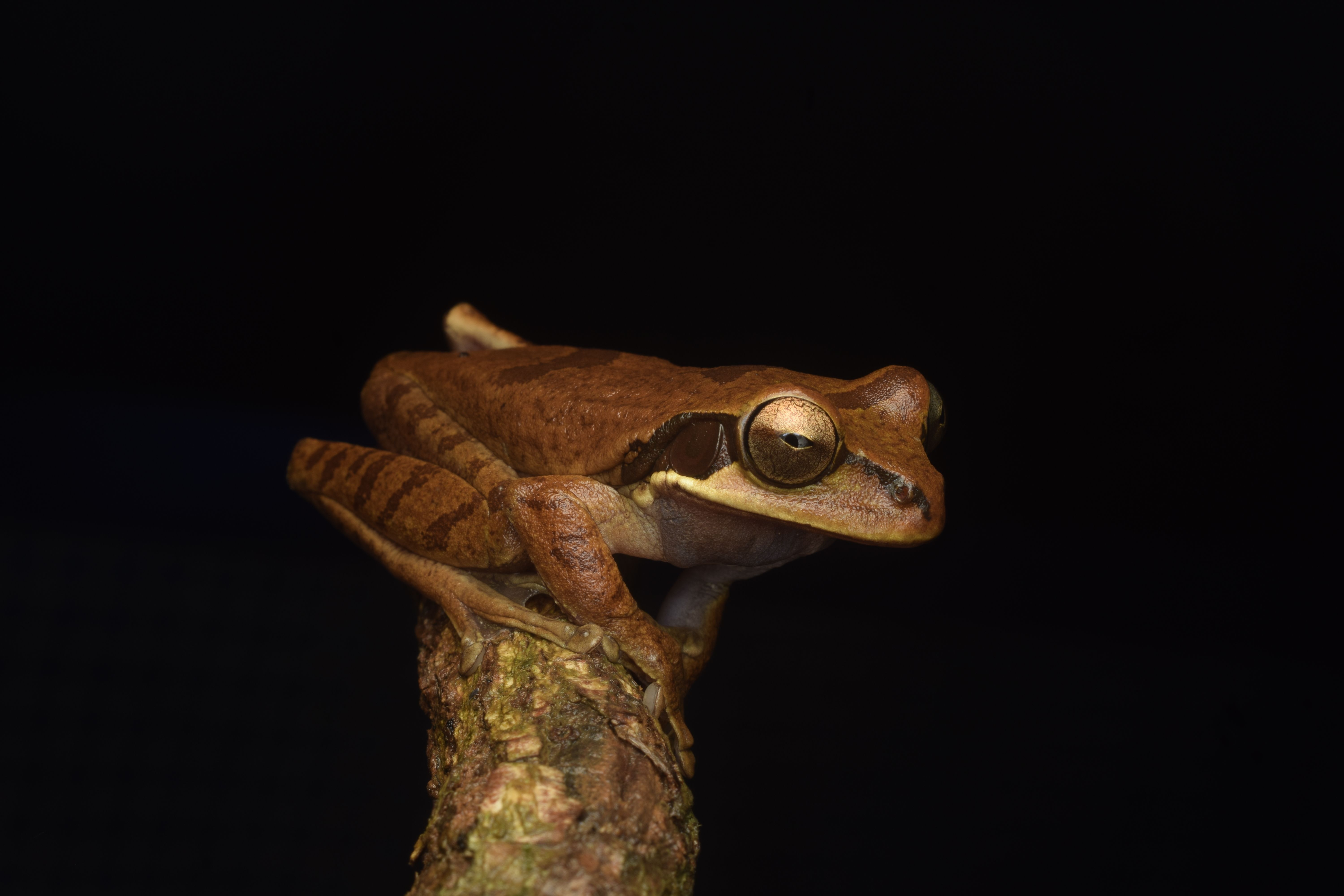Amphibian Skin Photos, Download The BEST Free Amphibian Skin Stock ...
