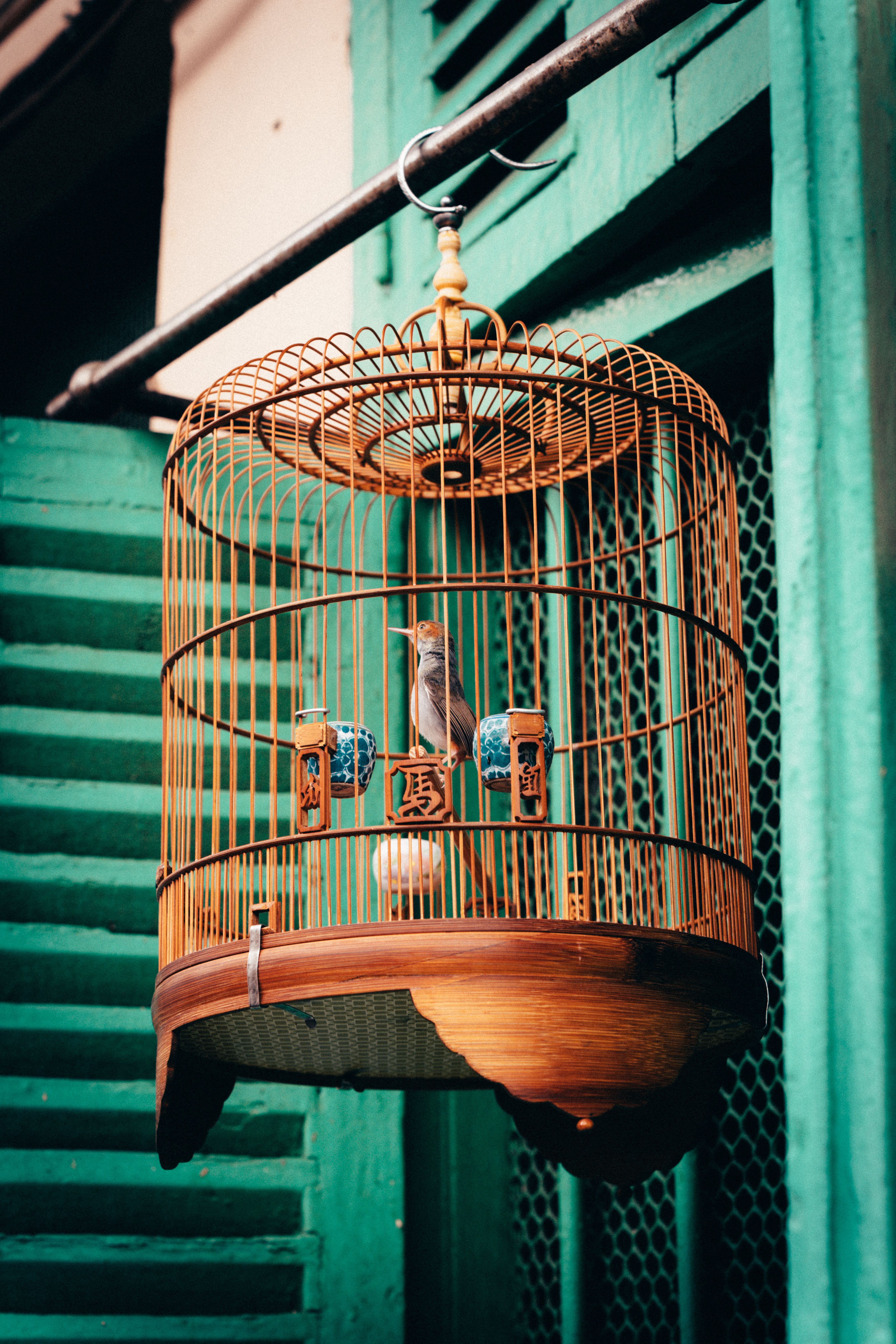 A bird cage with a bird inside it on a green wall · Free Stock Photo
