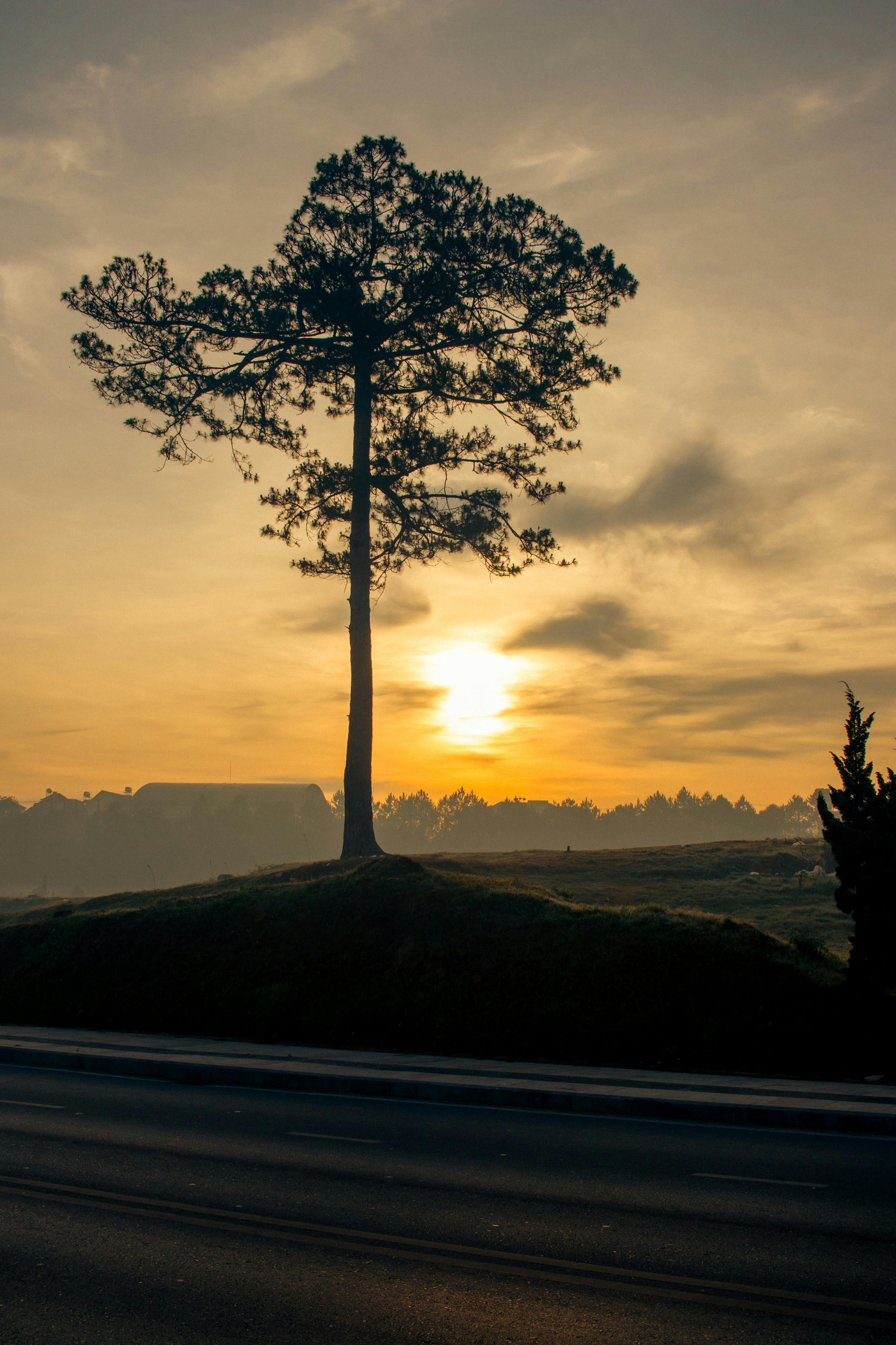 Tree near Road at Sunset · Free Stock Photo