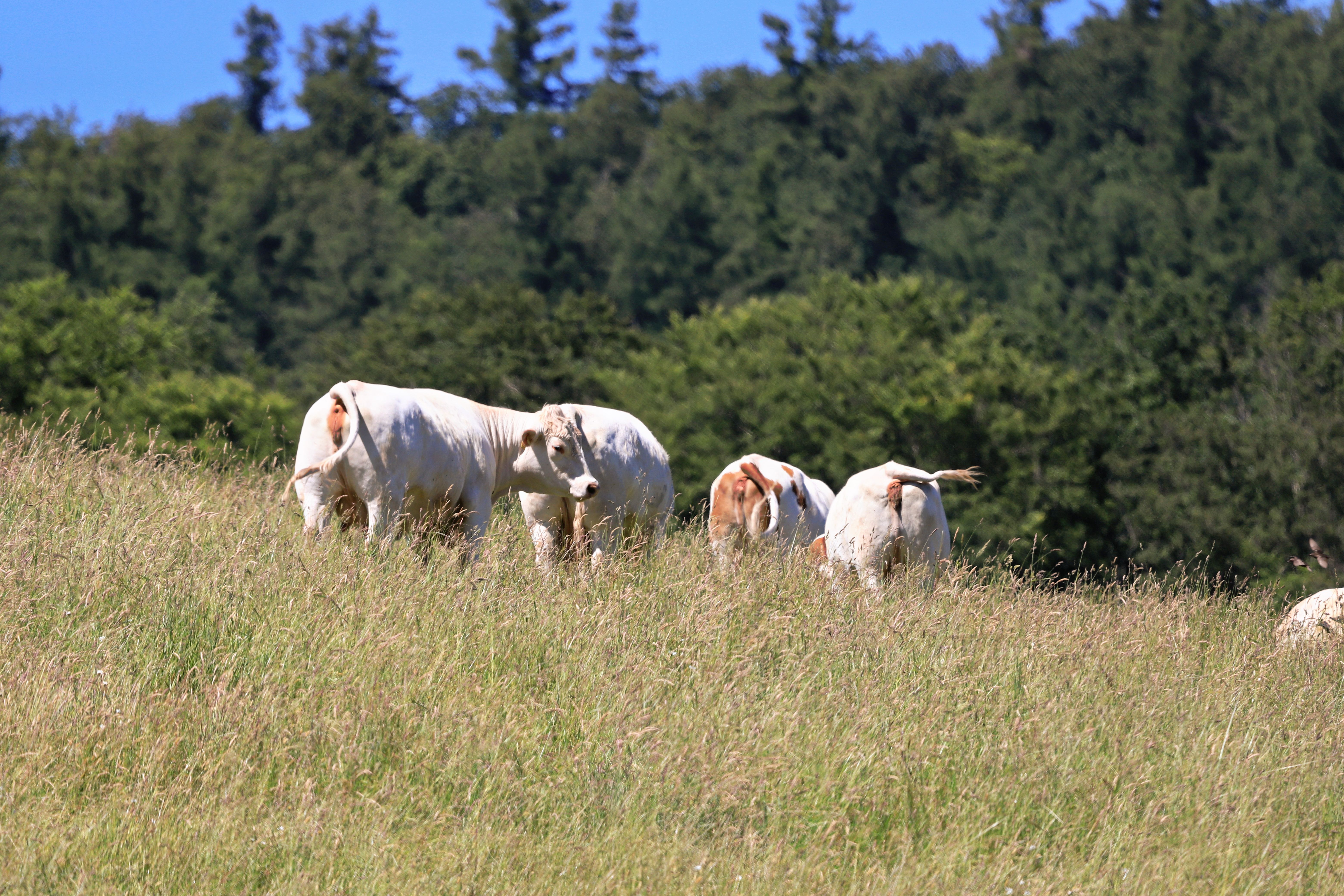 Cows on Pasture · Free Stock Photo