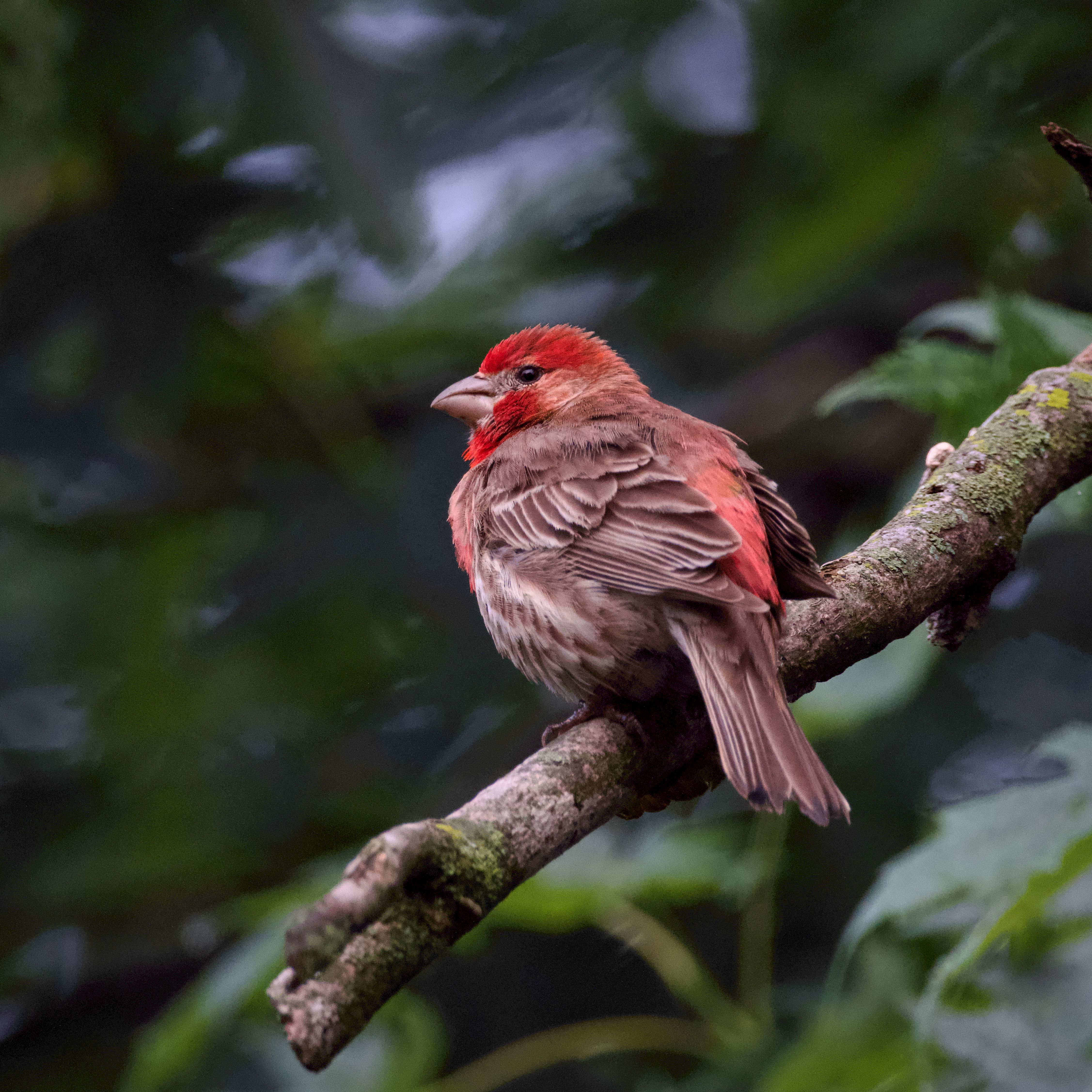 House finch · Free Stock Photo