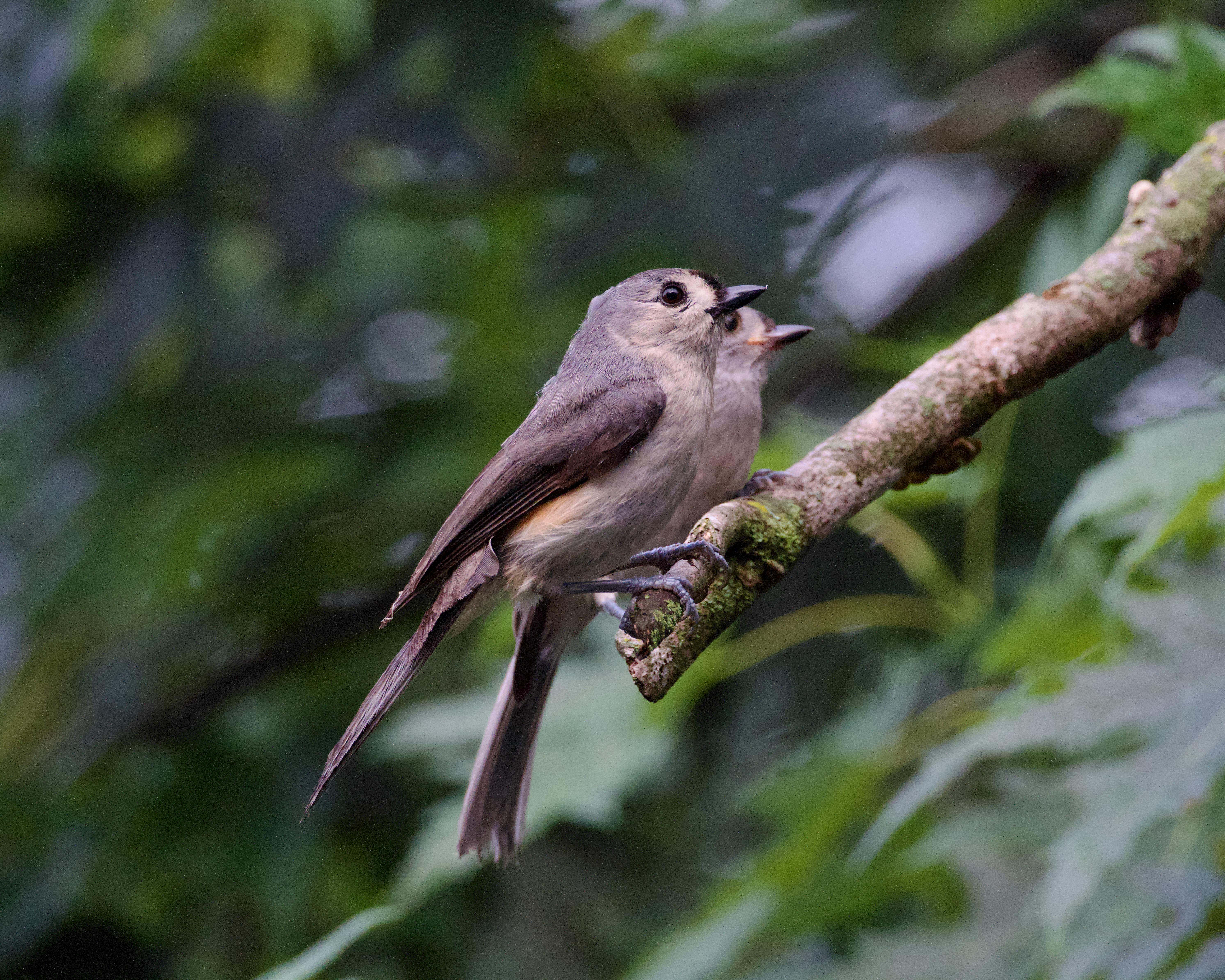 Tufted Titmouse Birds · Free Stock Photo