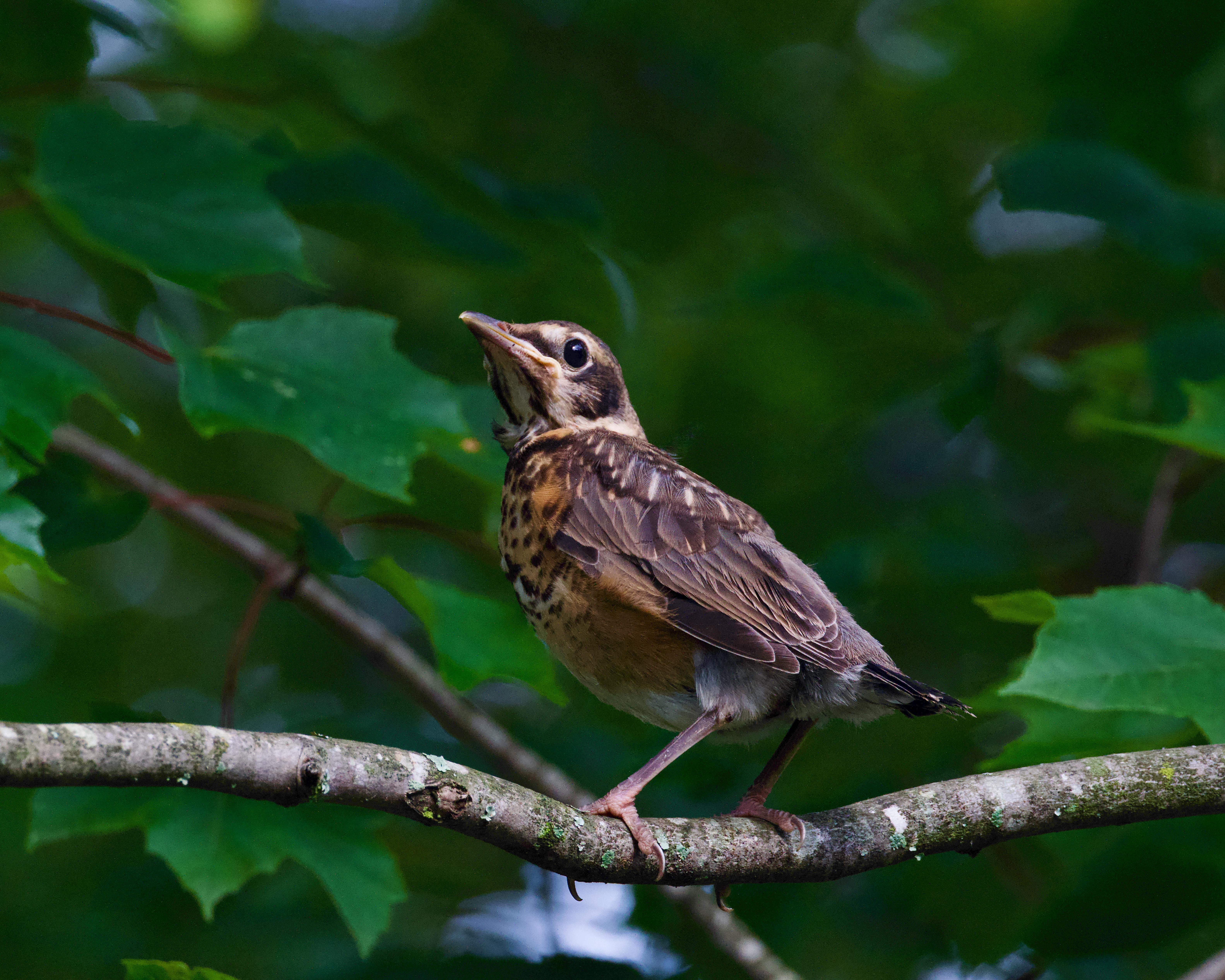 American Robin fledgeling · Free Stock Photo