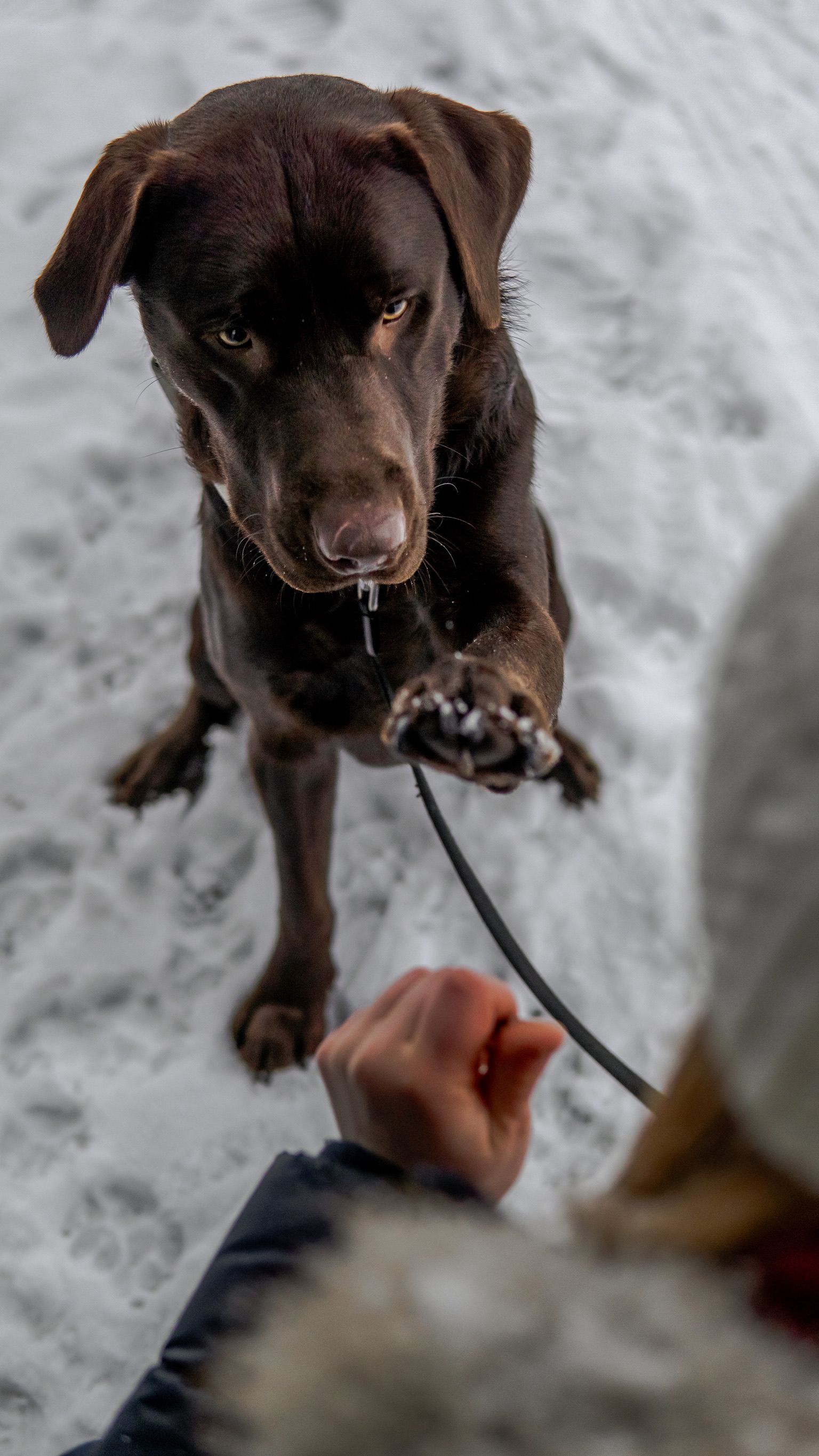 Human Dog Handshake Labrador Photos, Download The BEST Free Human Dog ...