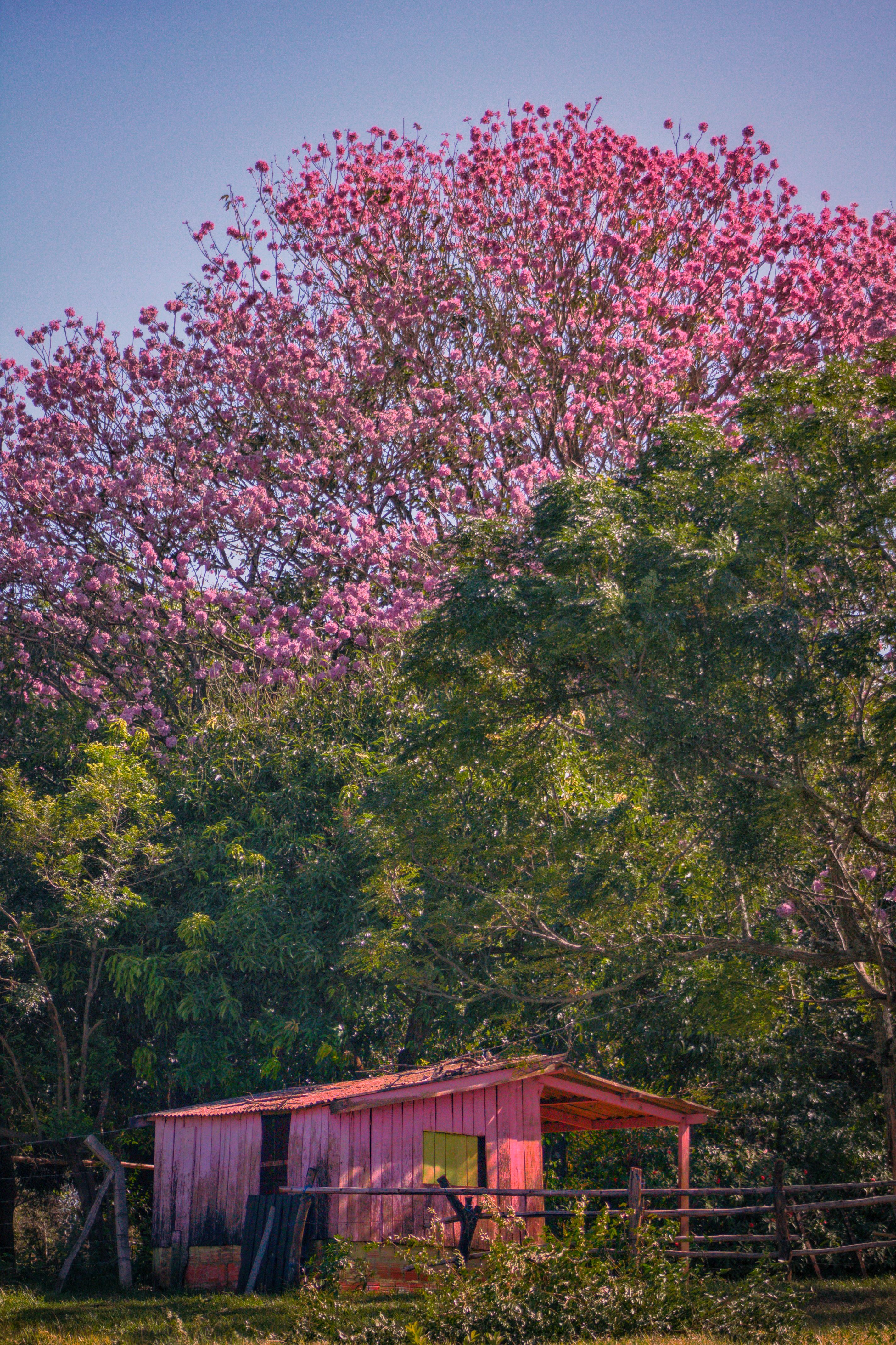 Varan Hut Photos, Download The BEST Free Varan Hut Stock Photos & HD Images