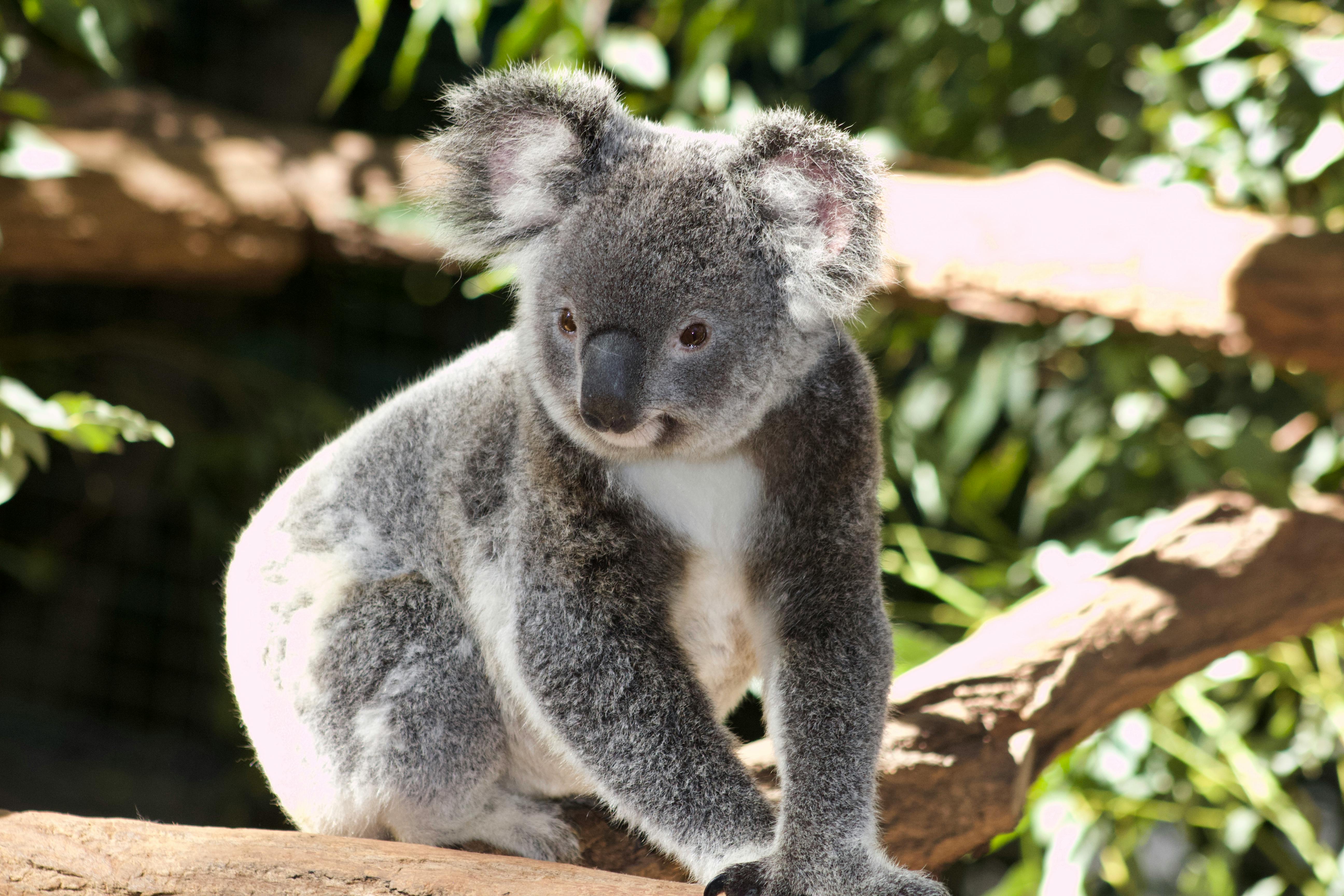 White And Grey Koala · Free Stock Photo