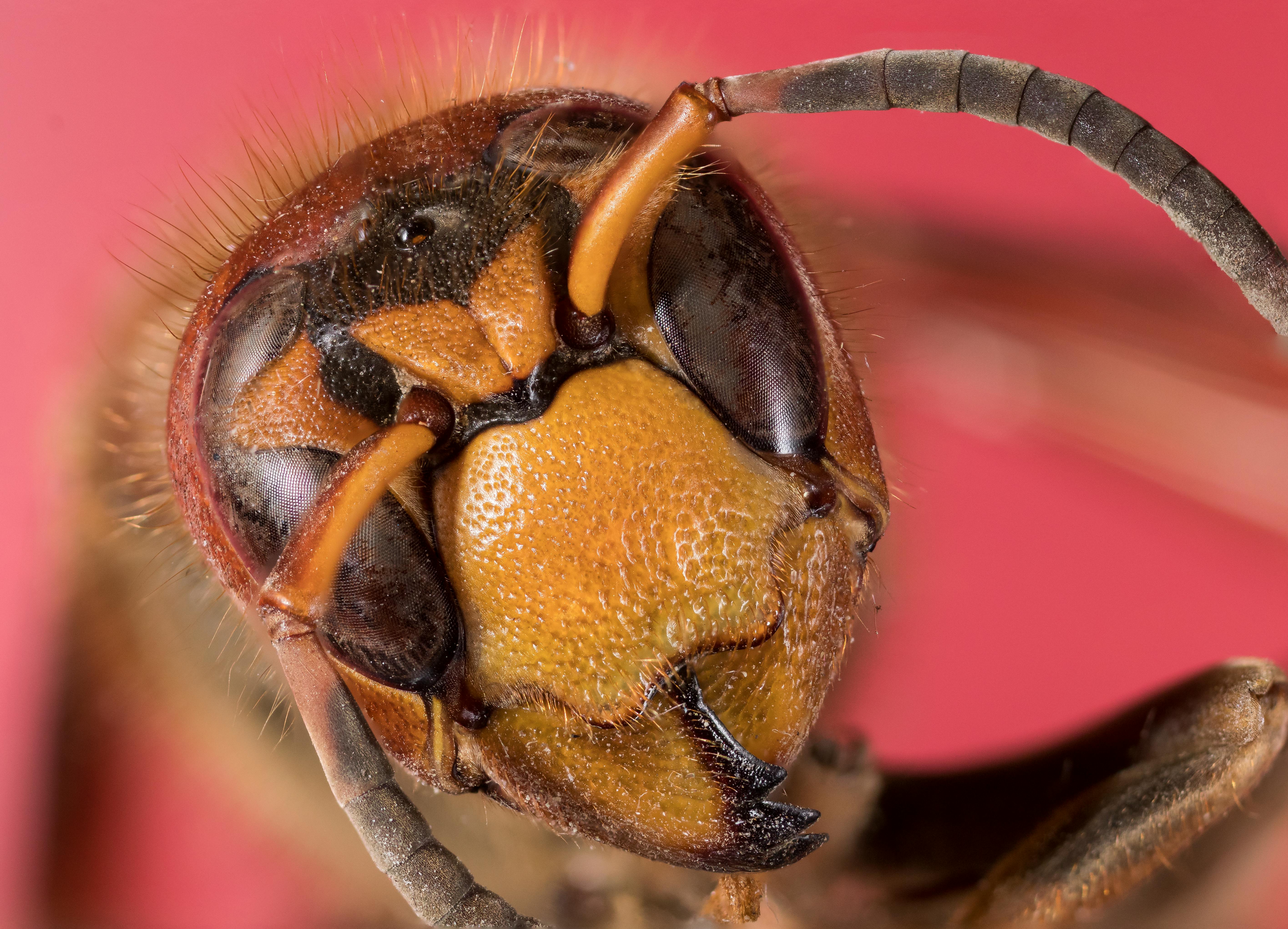 Macro Photography of a Bee · Free Stock Photo
