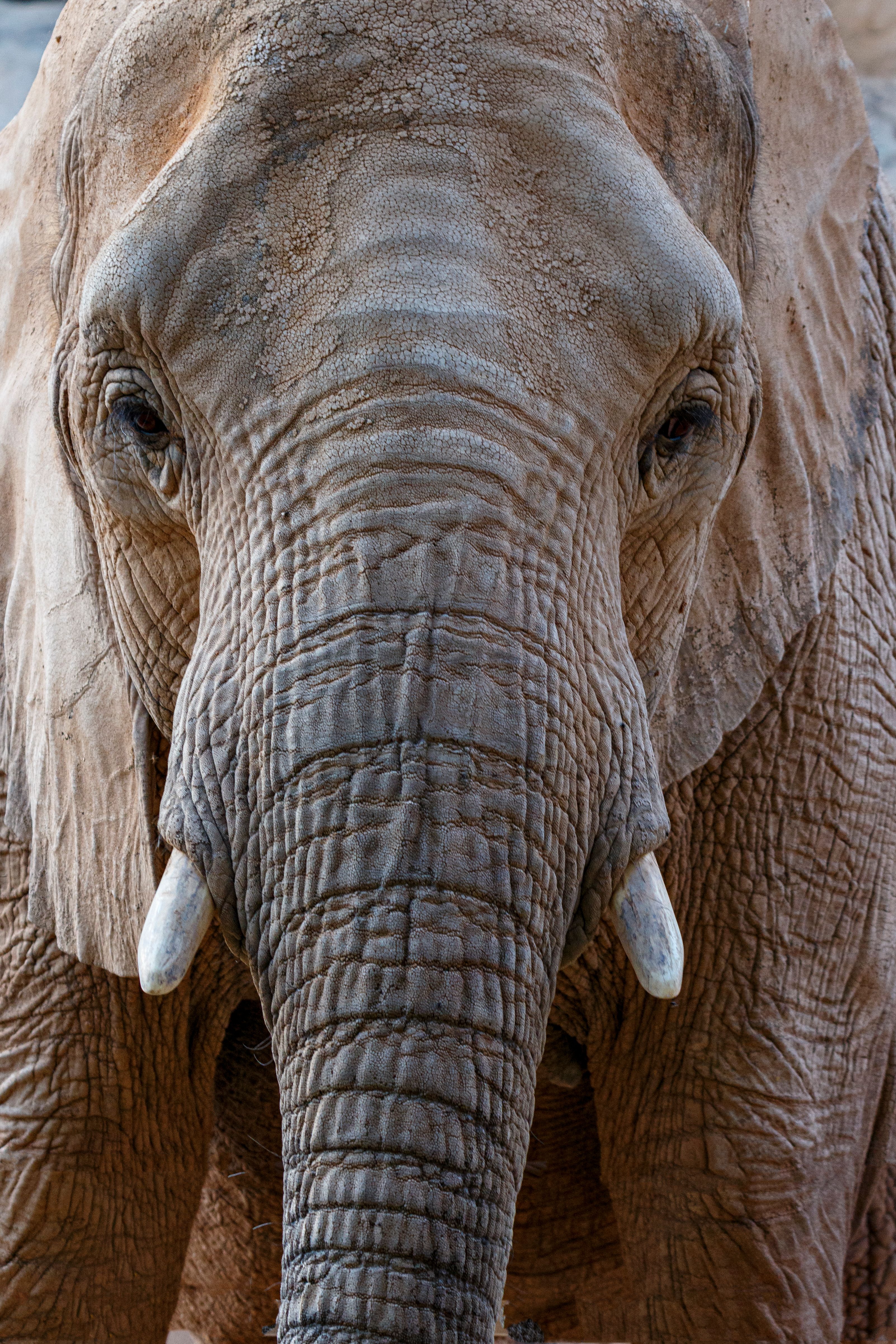 An elephant with tusks · Free Stock Photo