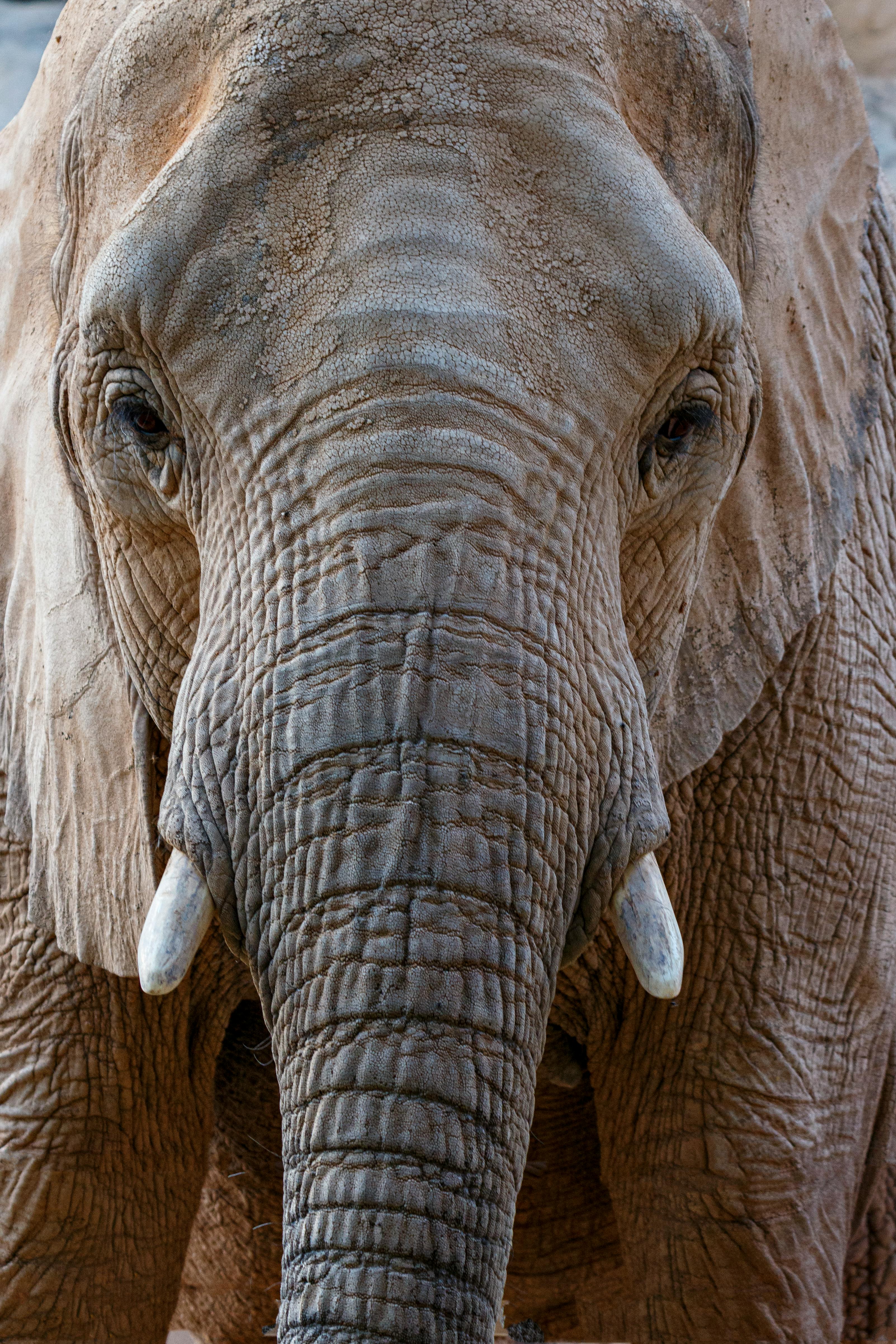 Portrait of an Elephant · Free Stock Photo