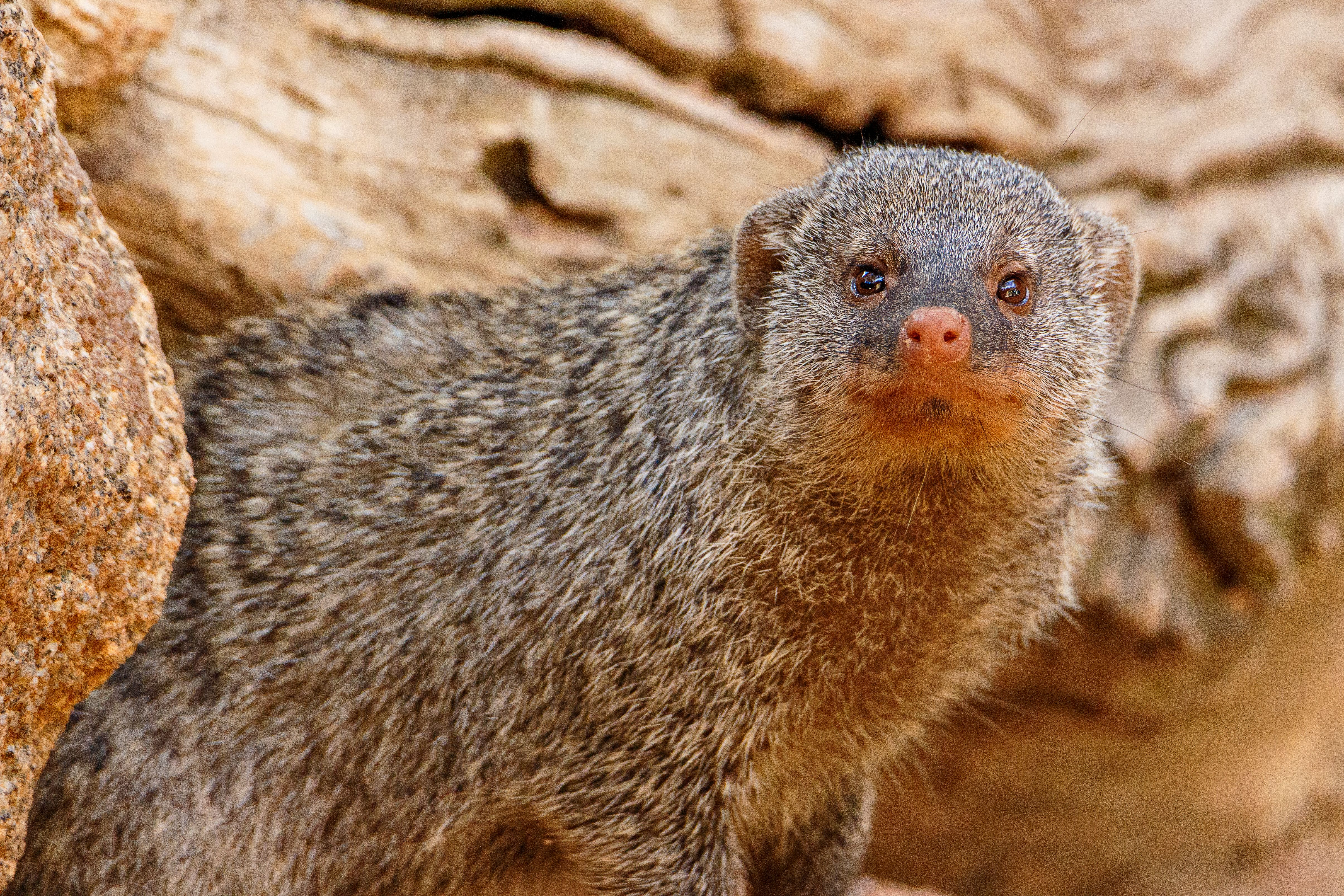 Selective Focus of Banded Mongoose · Free Stock Photo