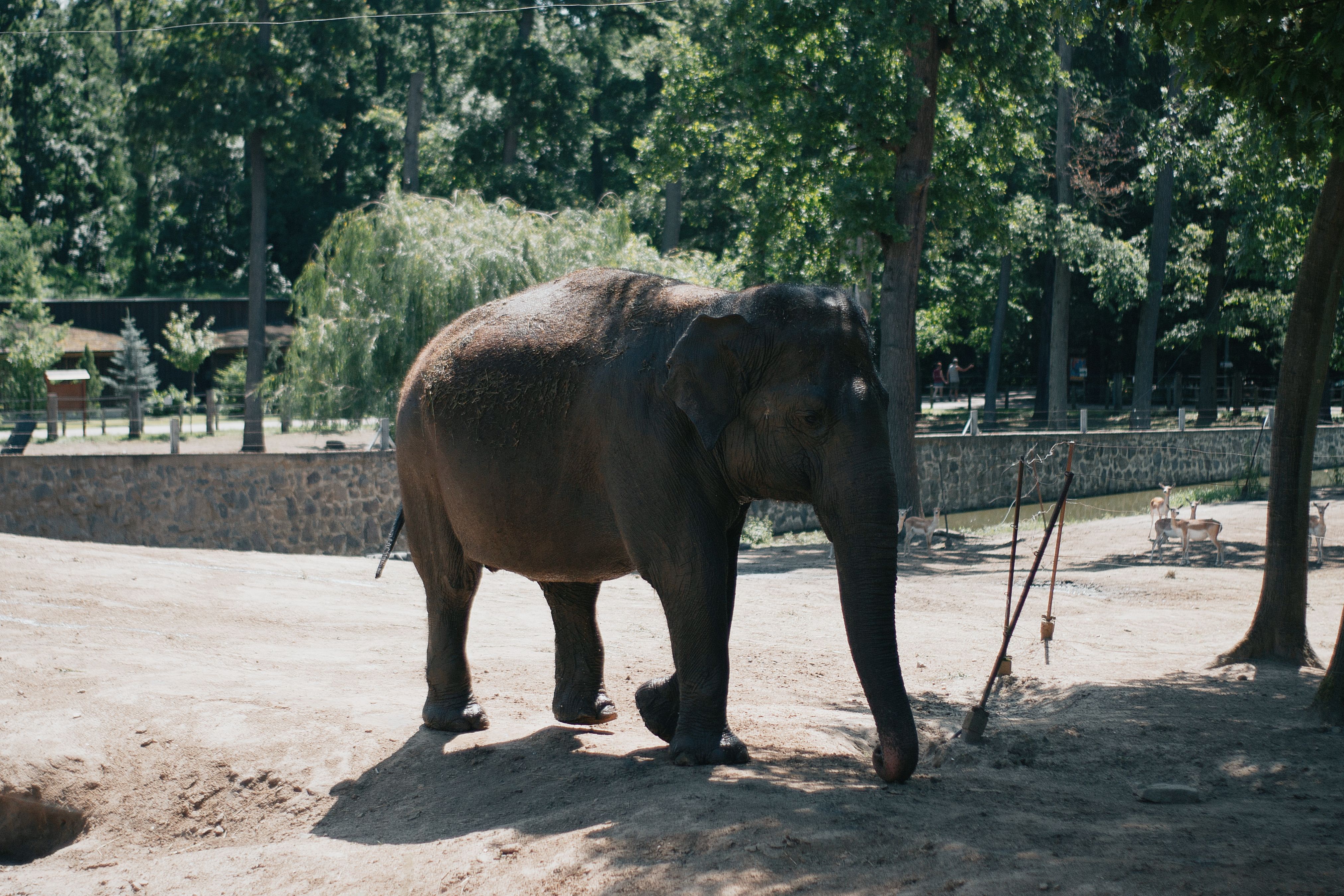 An Elephant Walking in an Enclosure in the Zoo · Free Stock Photo