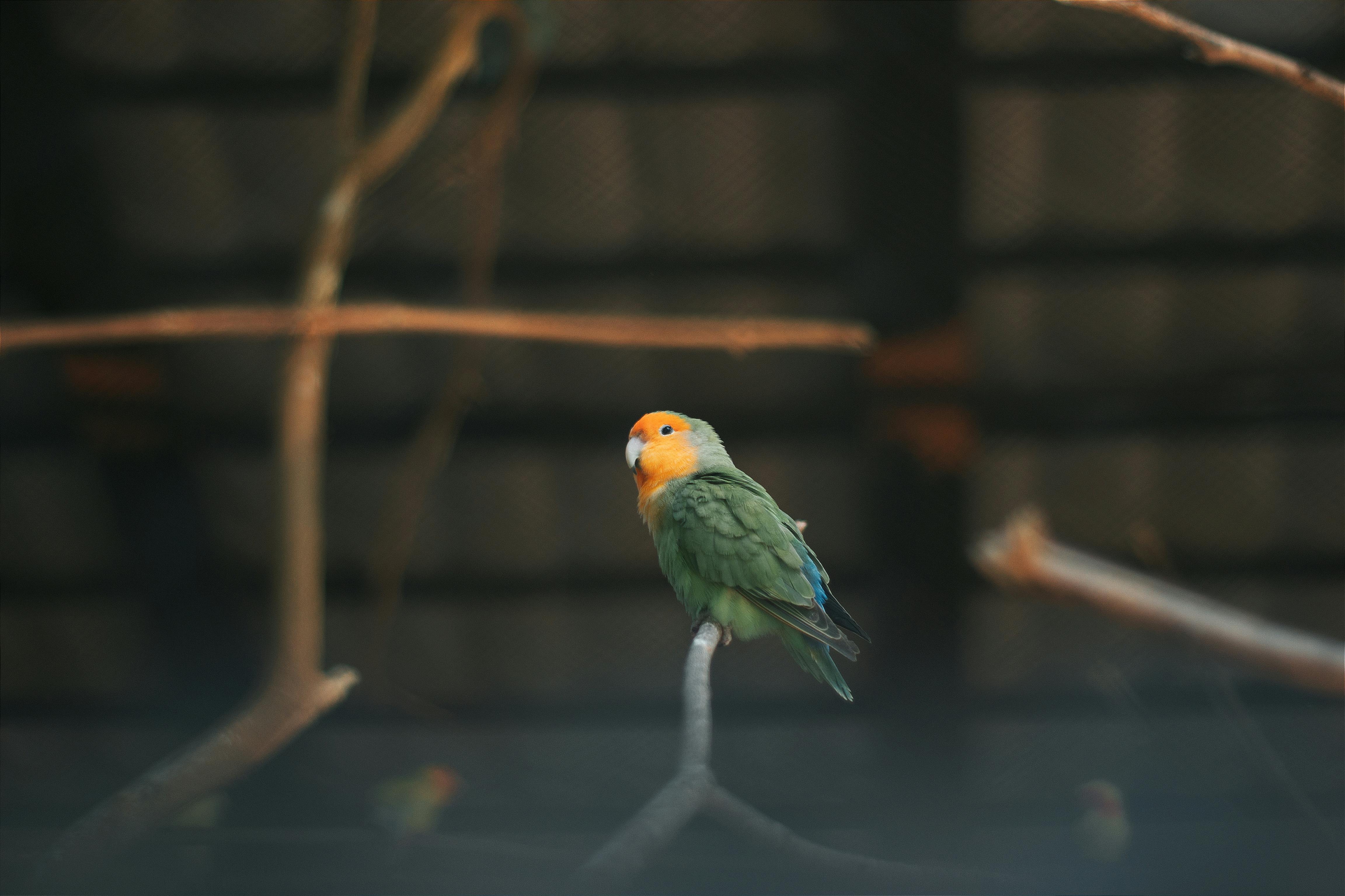 Tamed Bird Photos, Download The BEST Free Tamed Bird Stock Photos & HD ...