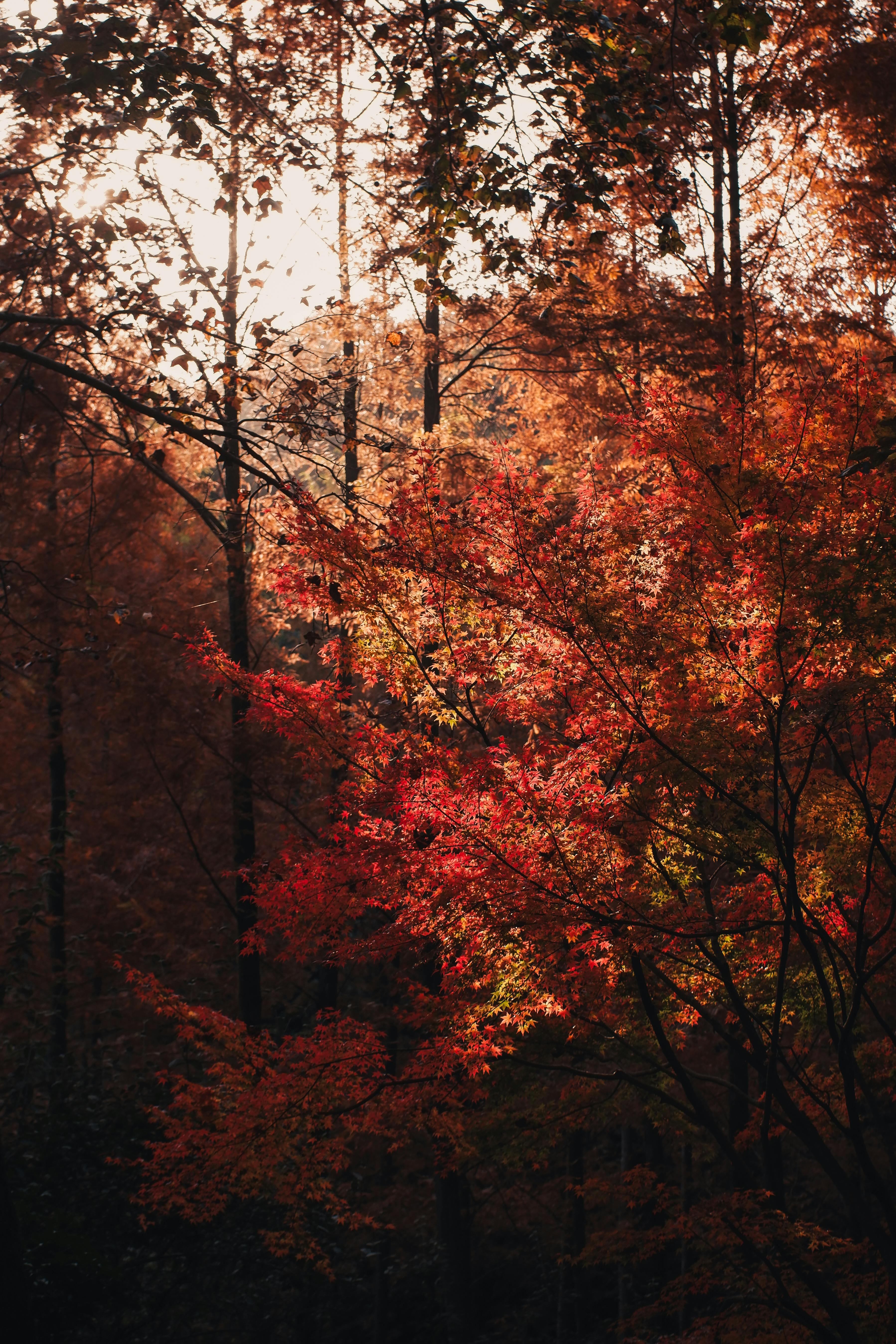 Serene Backlit Forest Landscape in Autumn · Free Stock Photo