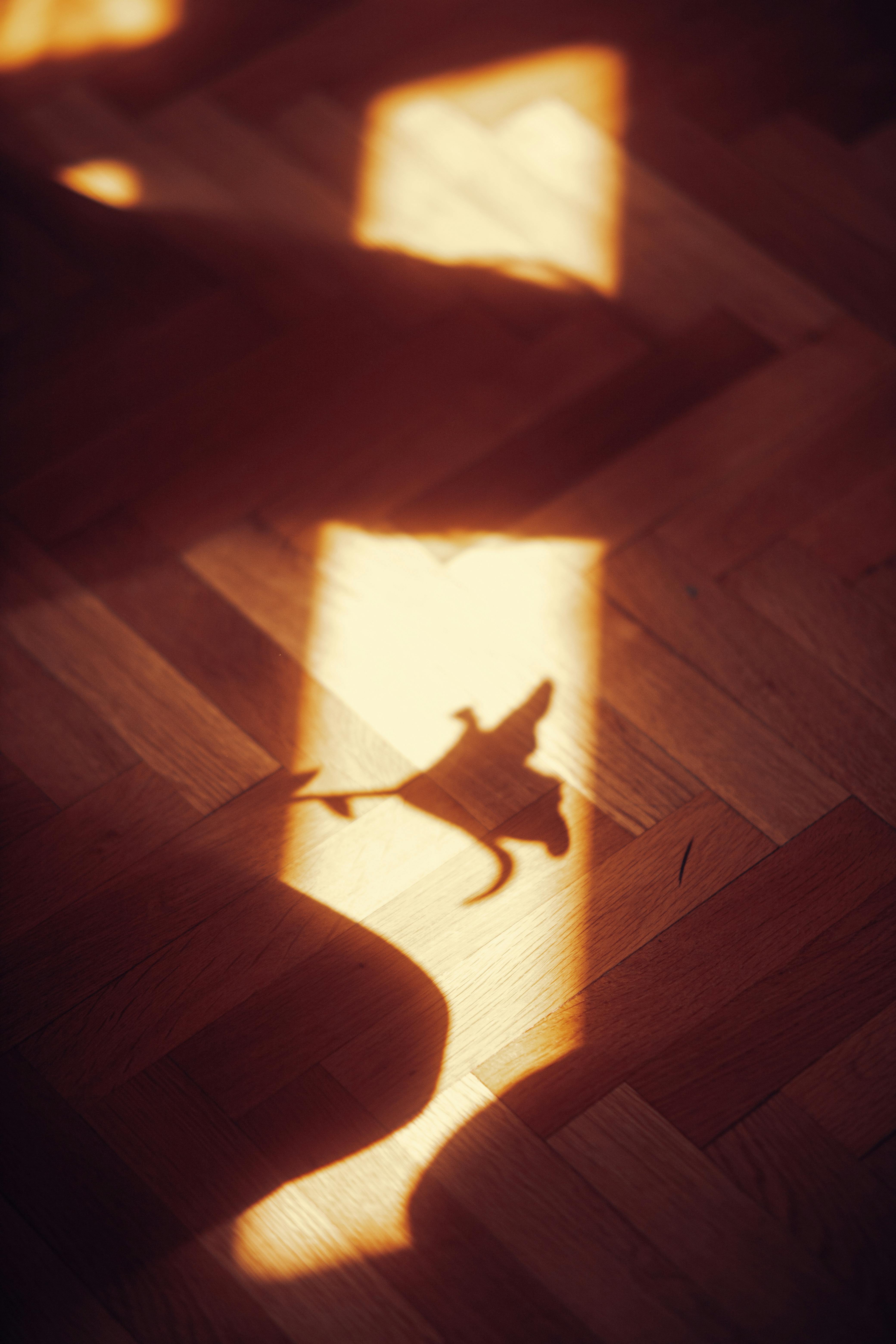 Shadows on Floor · Free Stock Photo