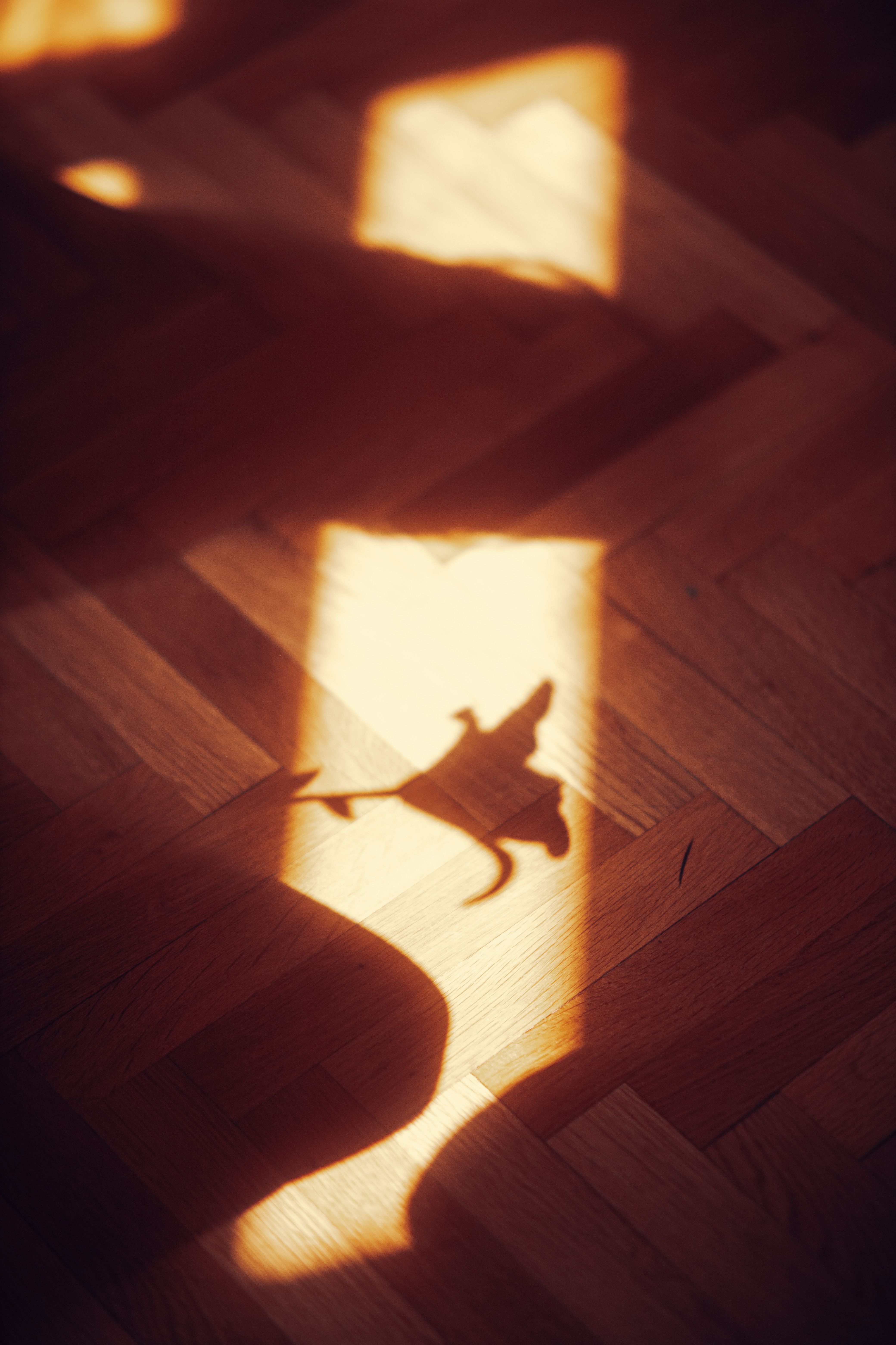 Shadows on Floor · Free Stock Photo