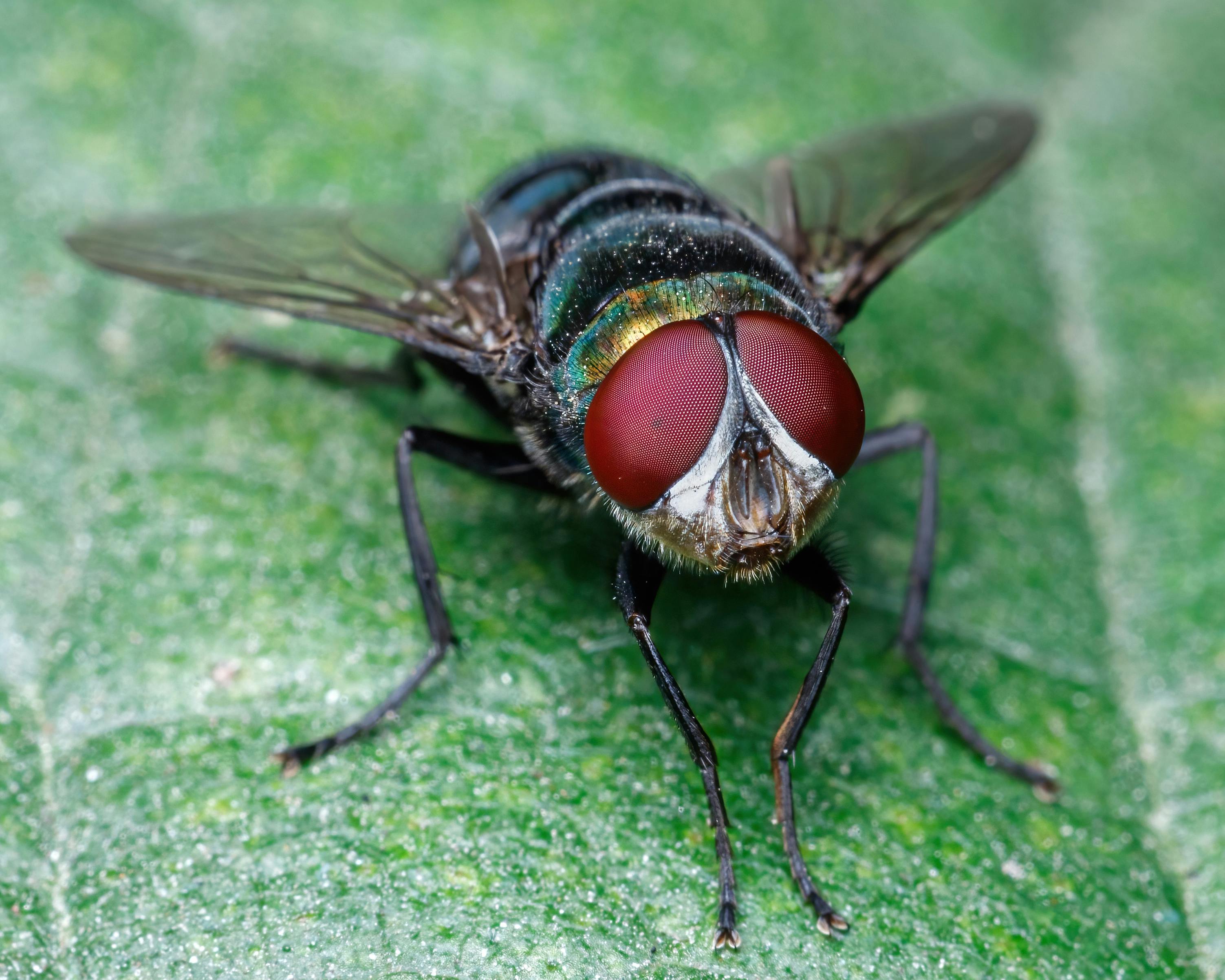 Fotografía Macro De Un Insecto Con Rocío De Agua · Foto de stock gratuita