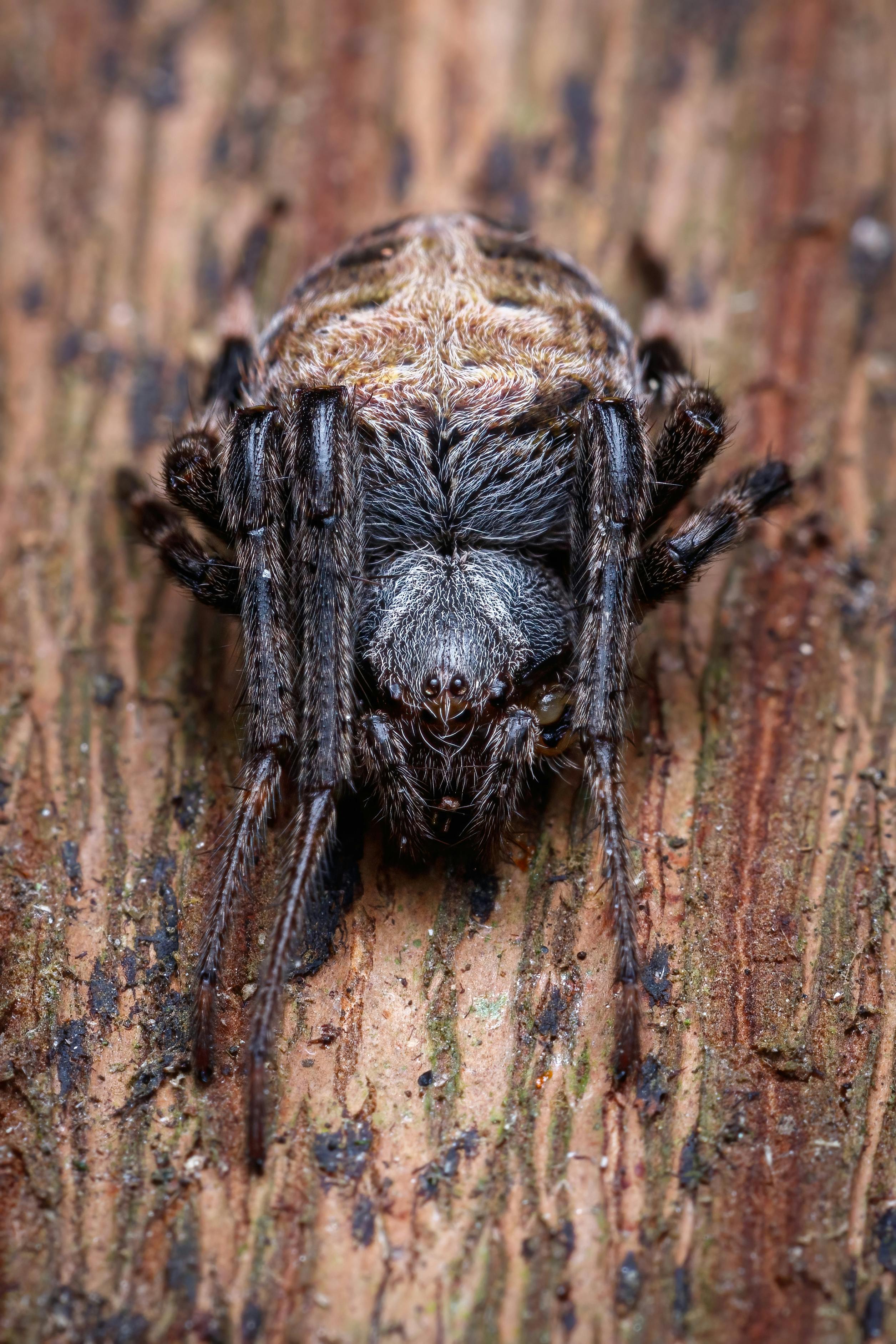 Close-up of a Spider Sitting on a Tre · Free Stock Photo