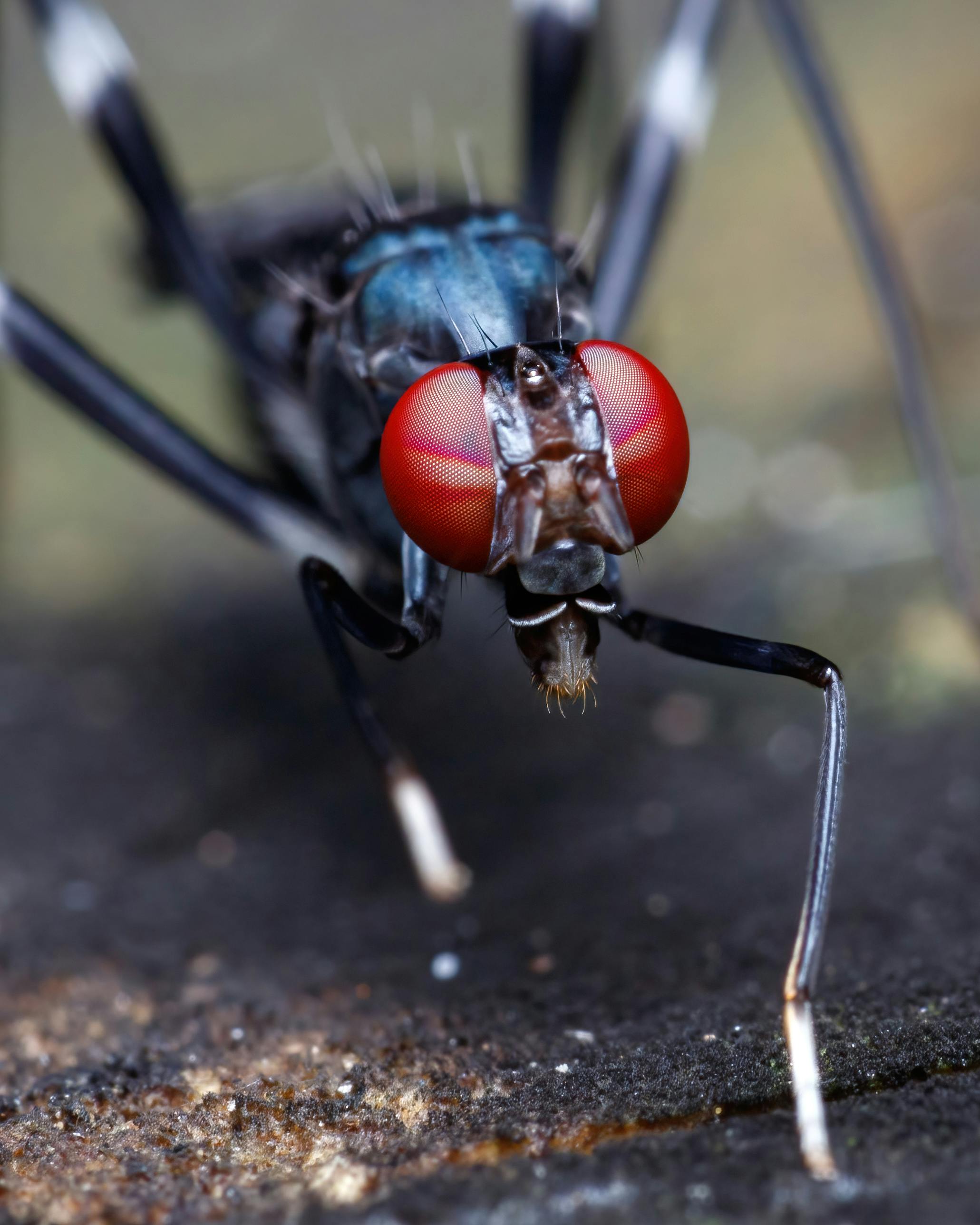 Head of Fly · Free Stock Photo