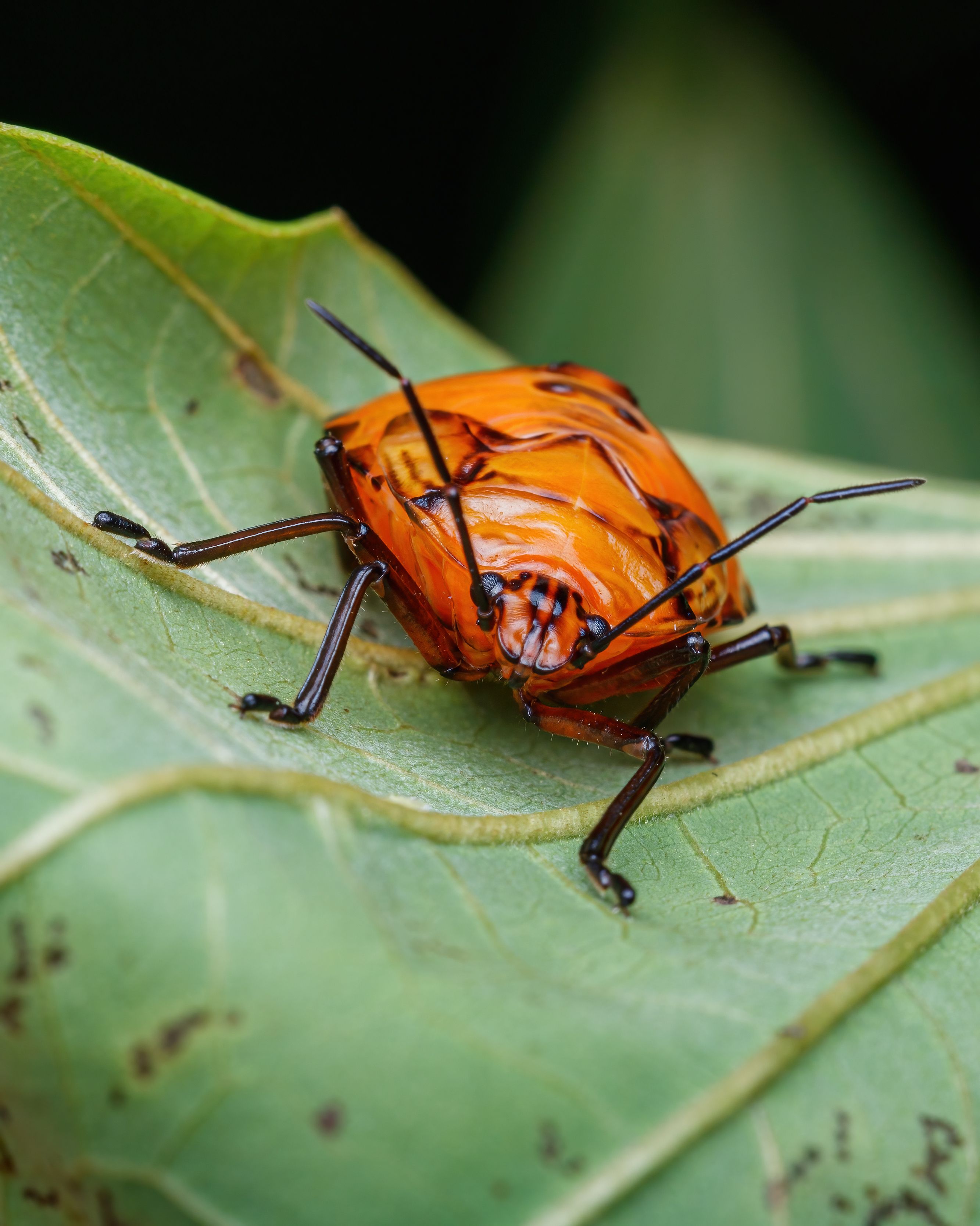 A bug with orange and black stripes on its back · Free Stock Photo