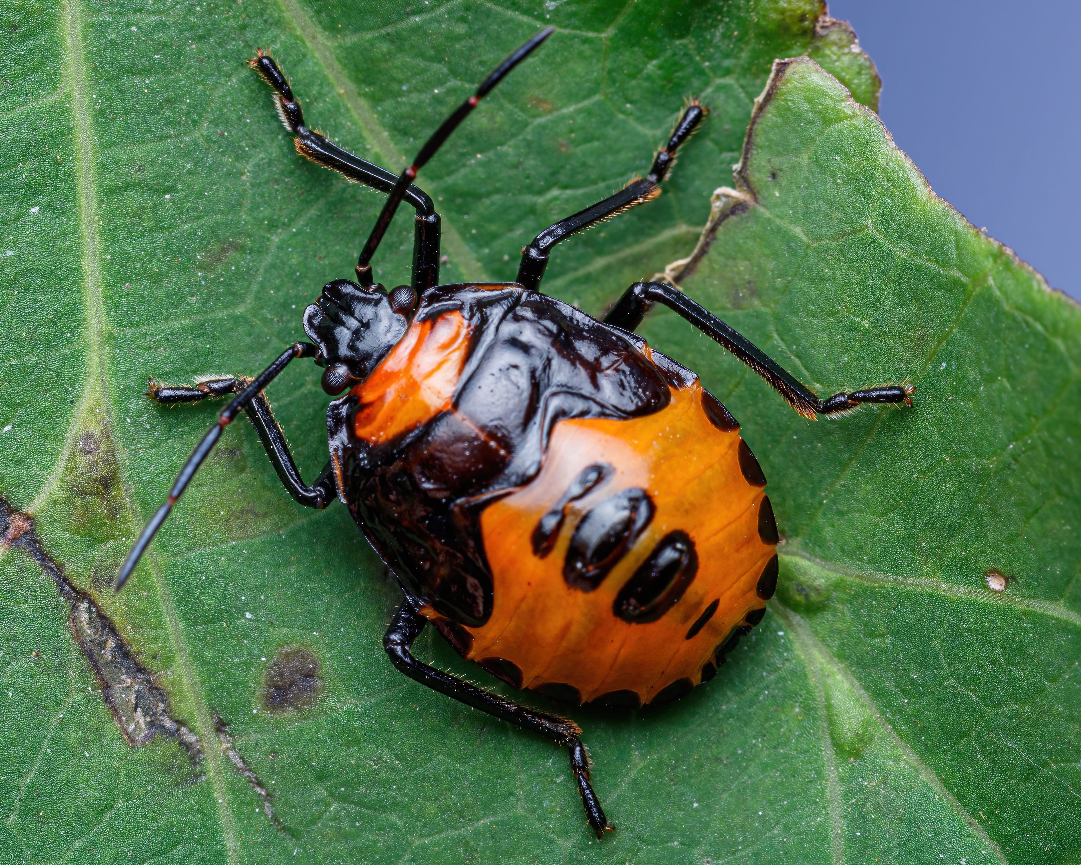 Close-up of a Bug Sitting on a Green Leaf · Free Stock Photo
