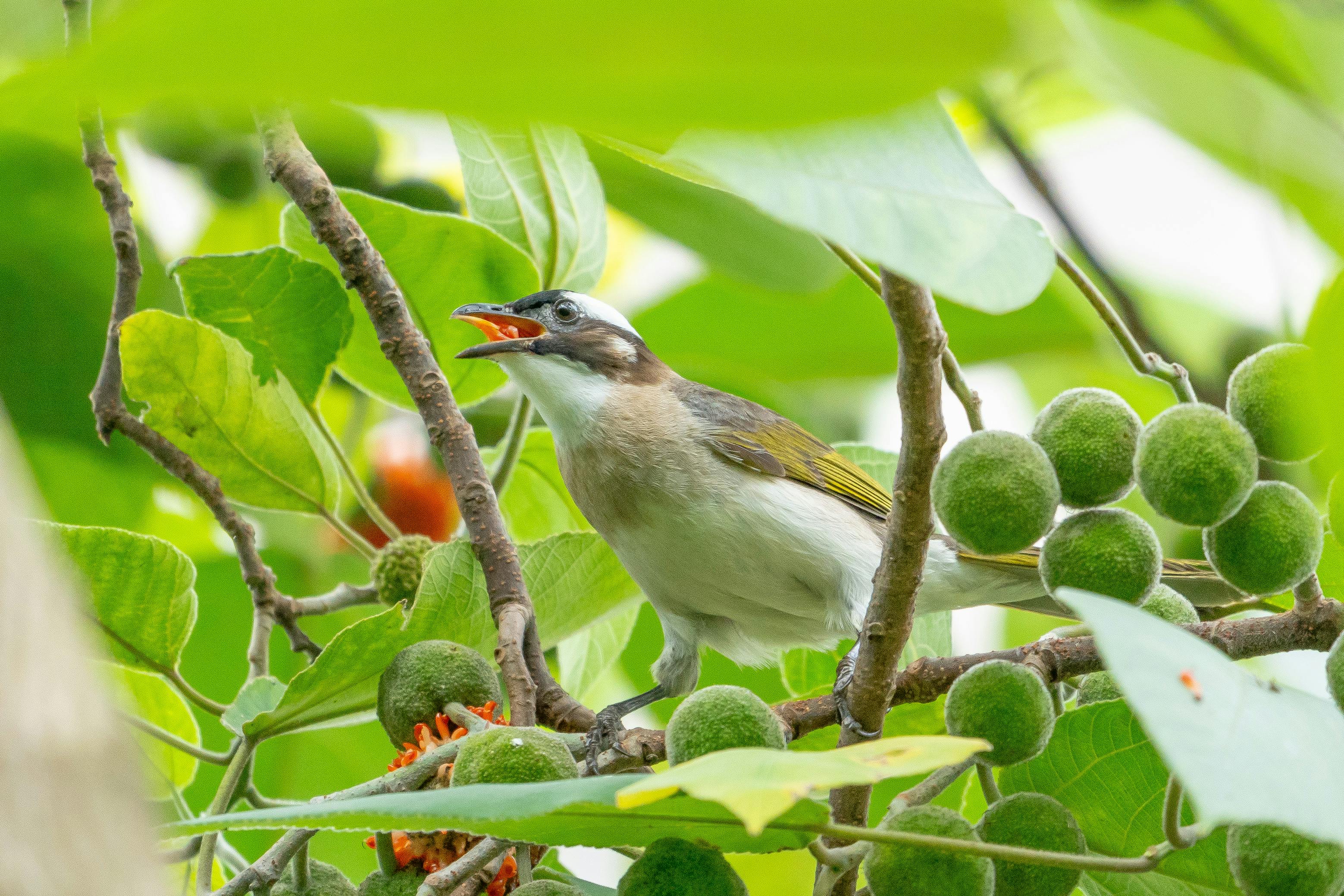 Close-up of a Light-vented Bulbul Perched on a Branch · Free Stock Photo