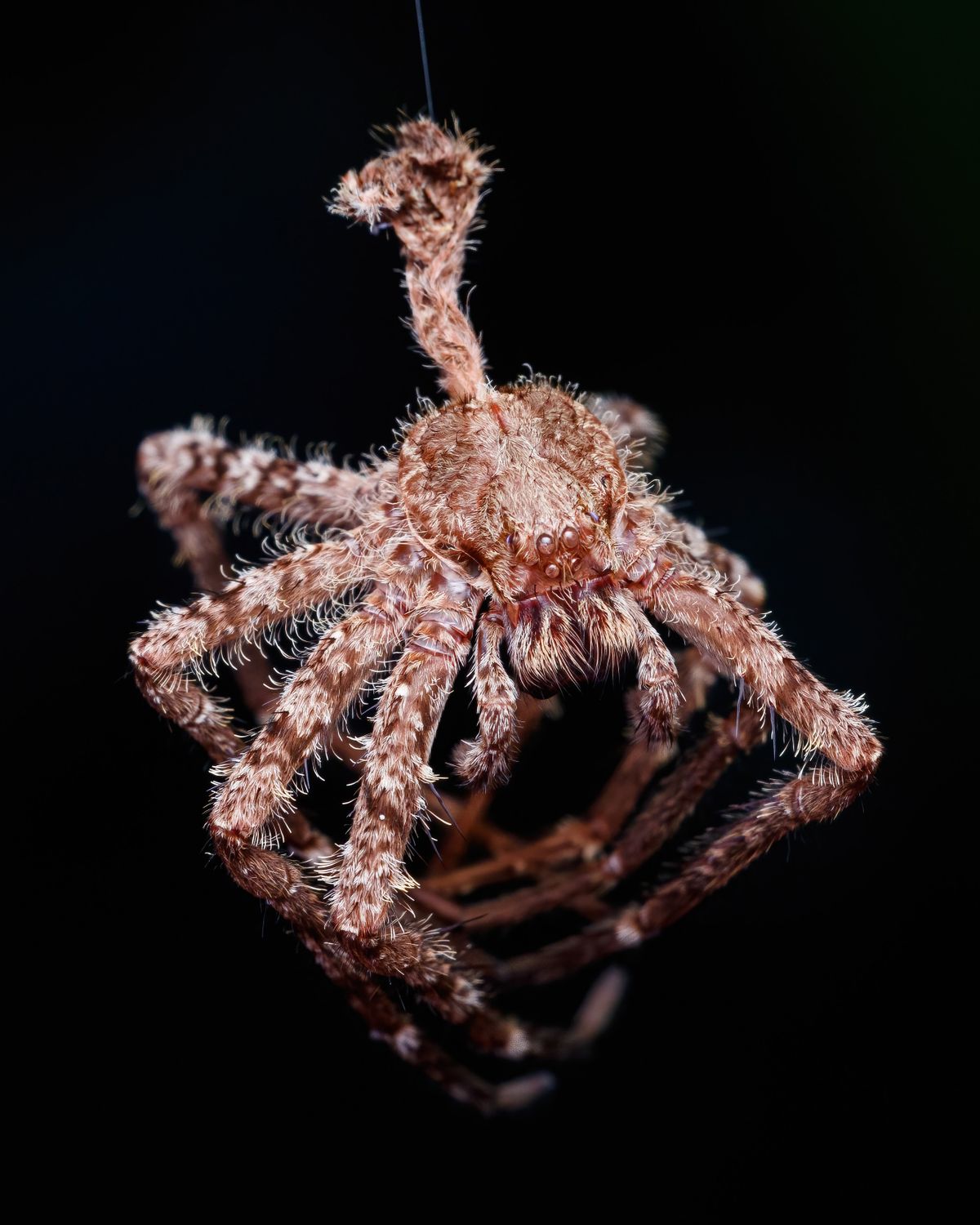 Spider Hanging From A Web Photos, Download The BEST Free Spider Hanging ...