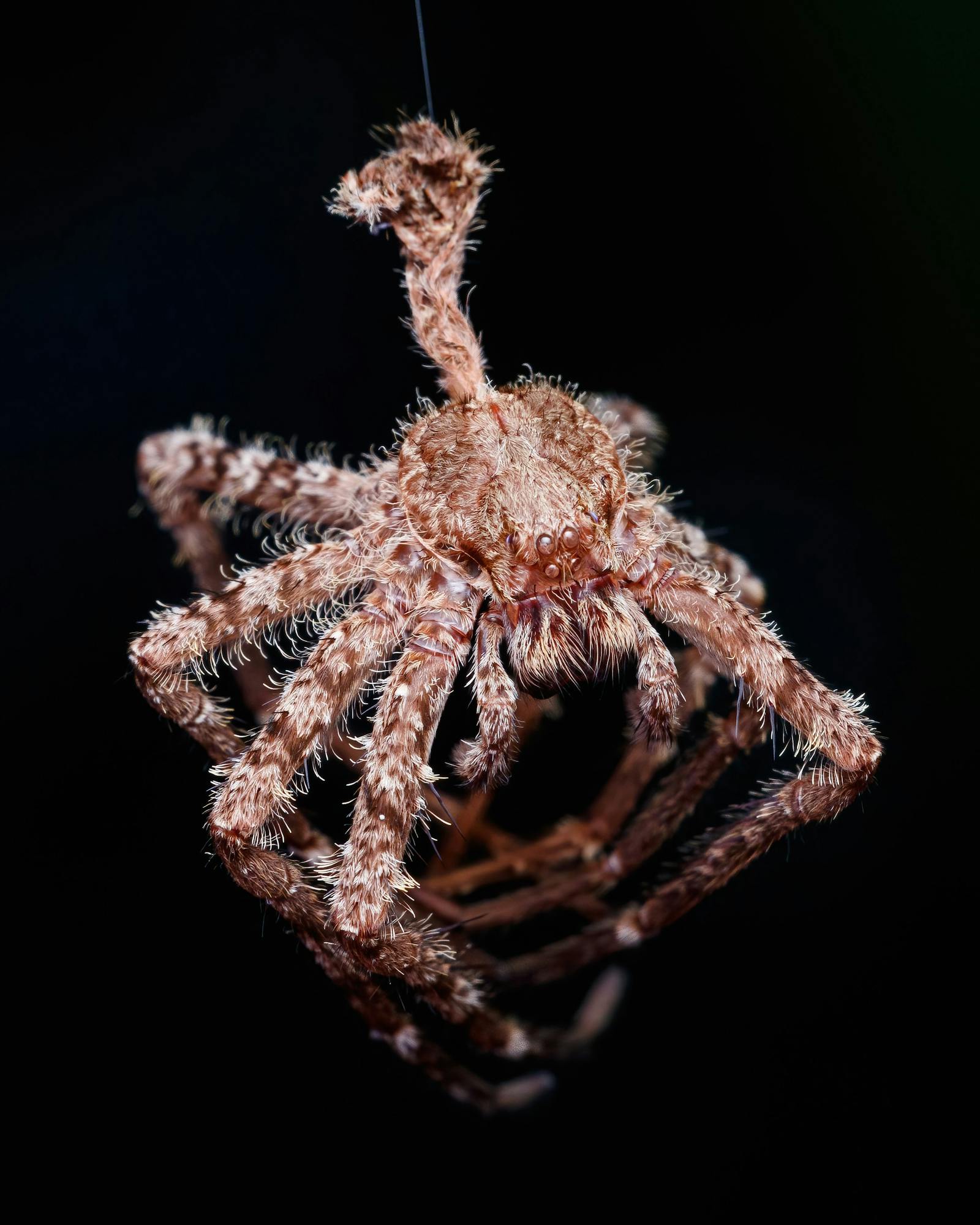 Spider Hanging From A Web Photos, Download The BEST Free Spider Hanging ...