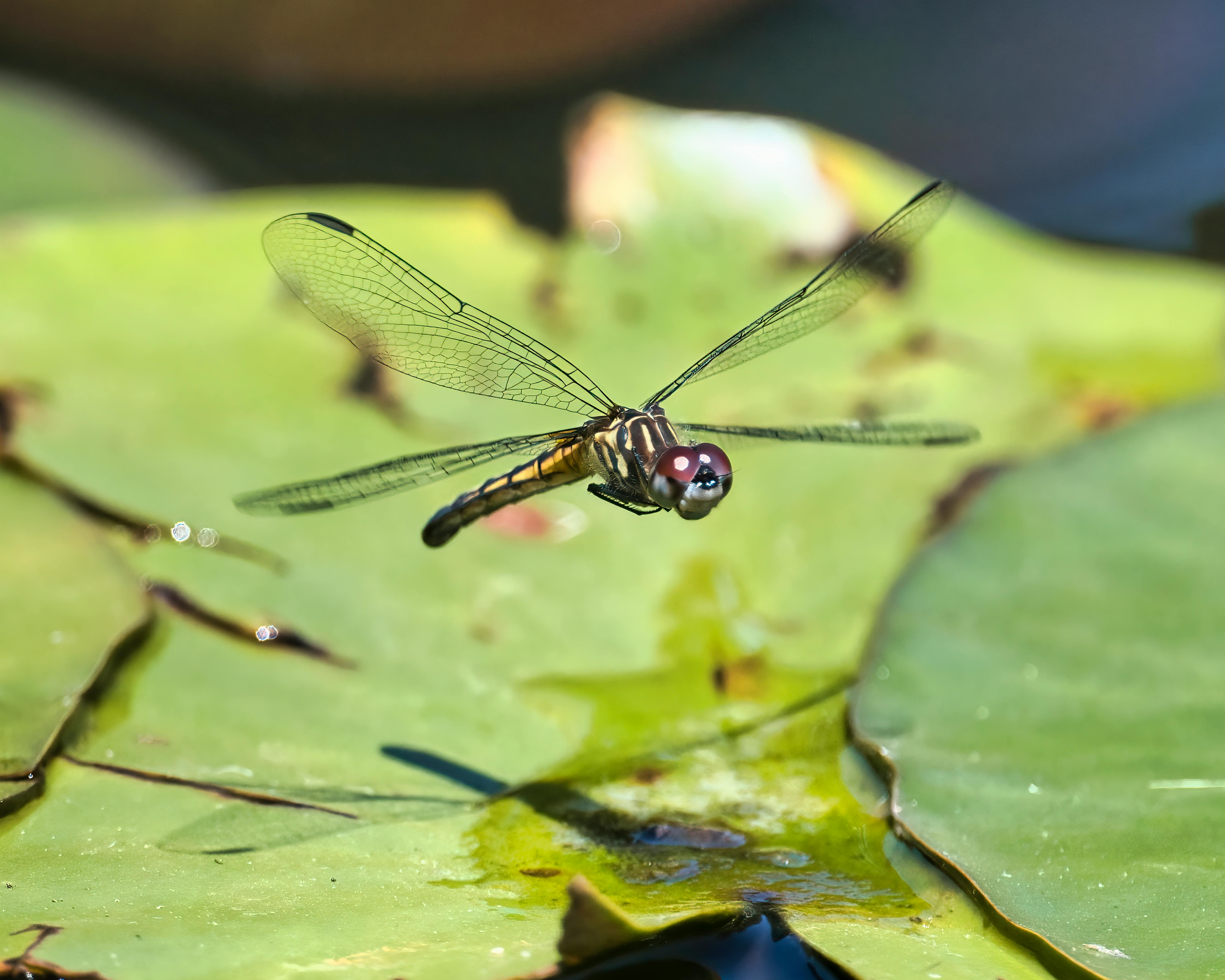 Dragonfly by the Swamp · Free Stock Photo