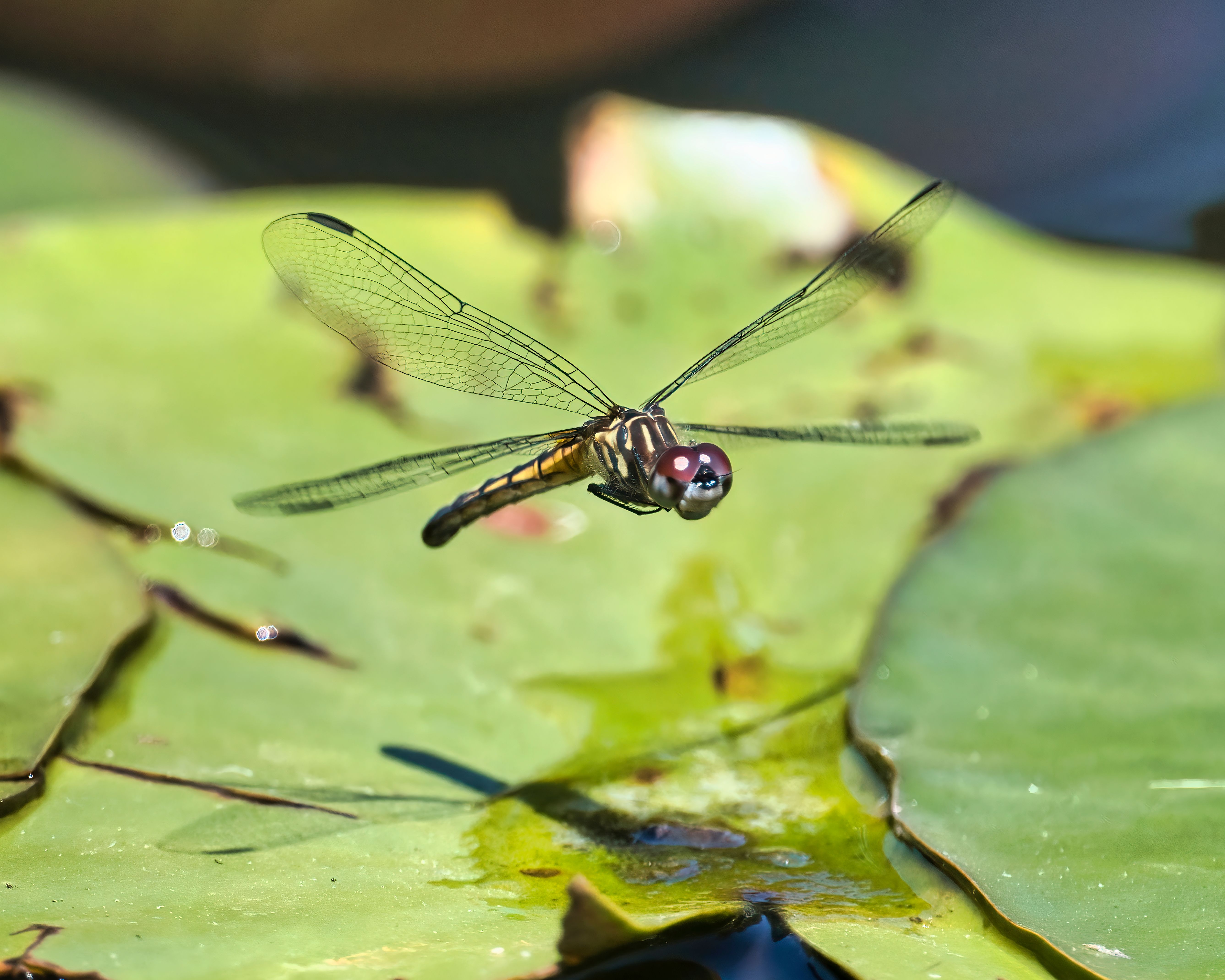 Dragonfly by the Swamp · Free Stock Photo