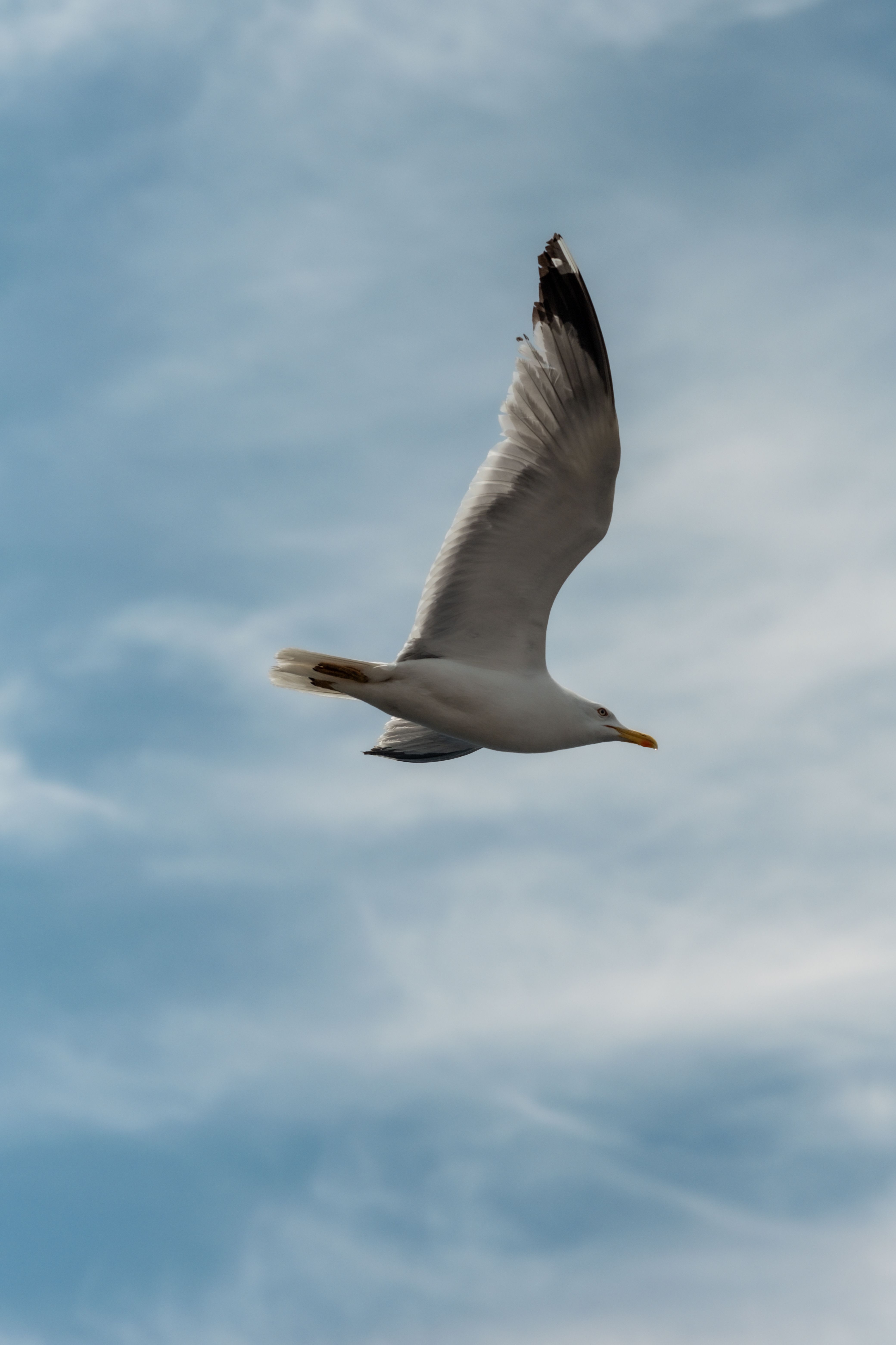 Hint Of A White Cloud Photos, Download The BEST Free Hint Of A White ...