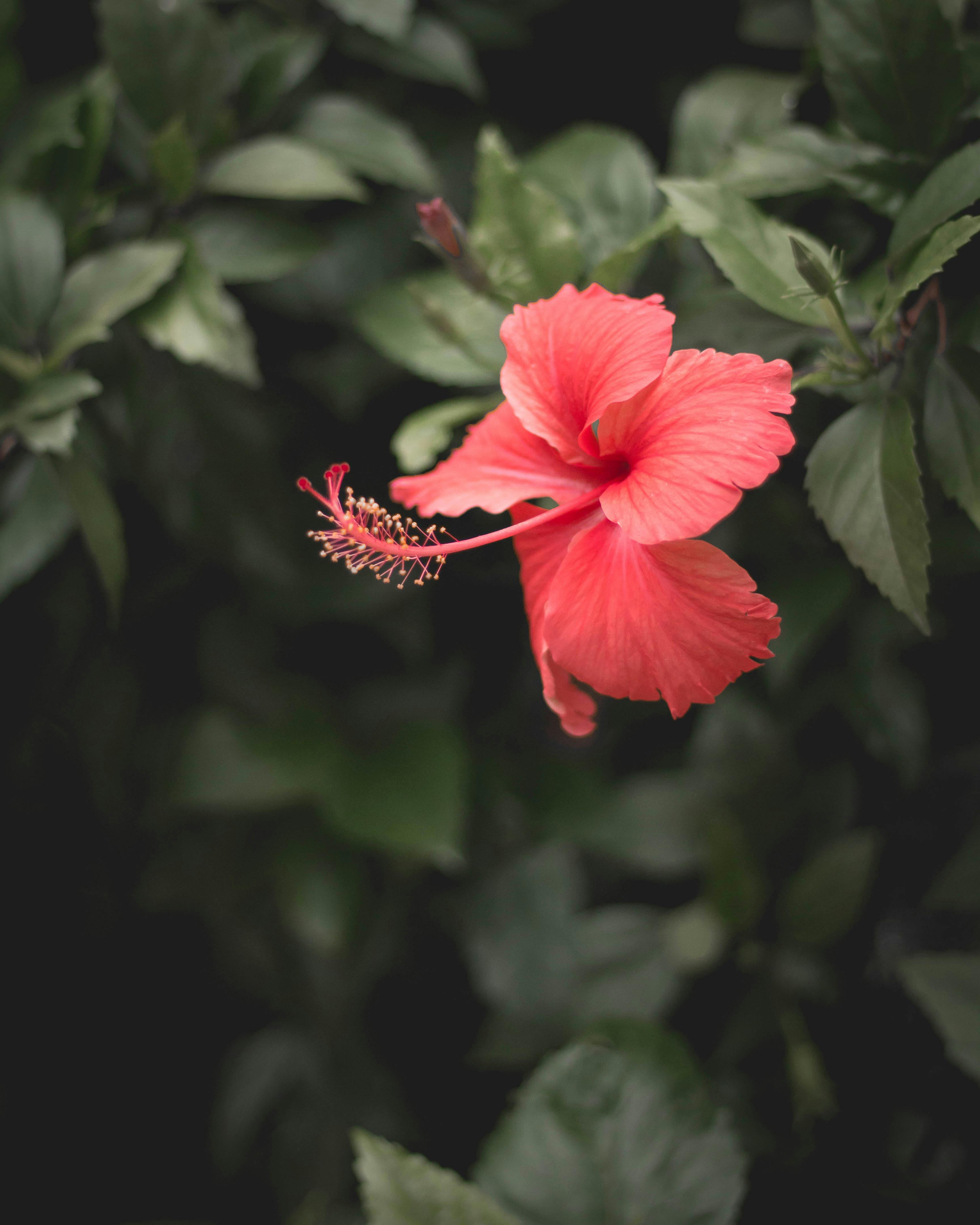 Flowers · Pexels