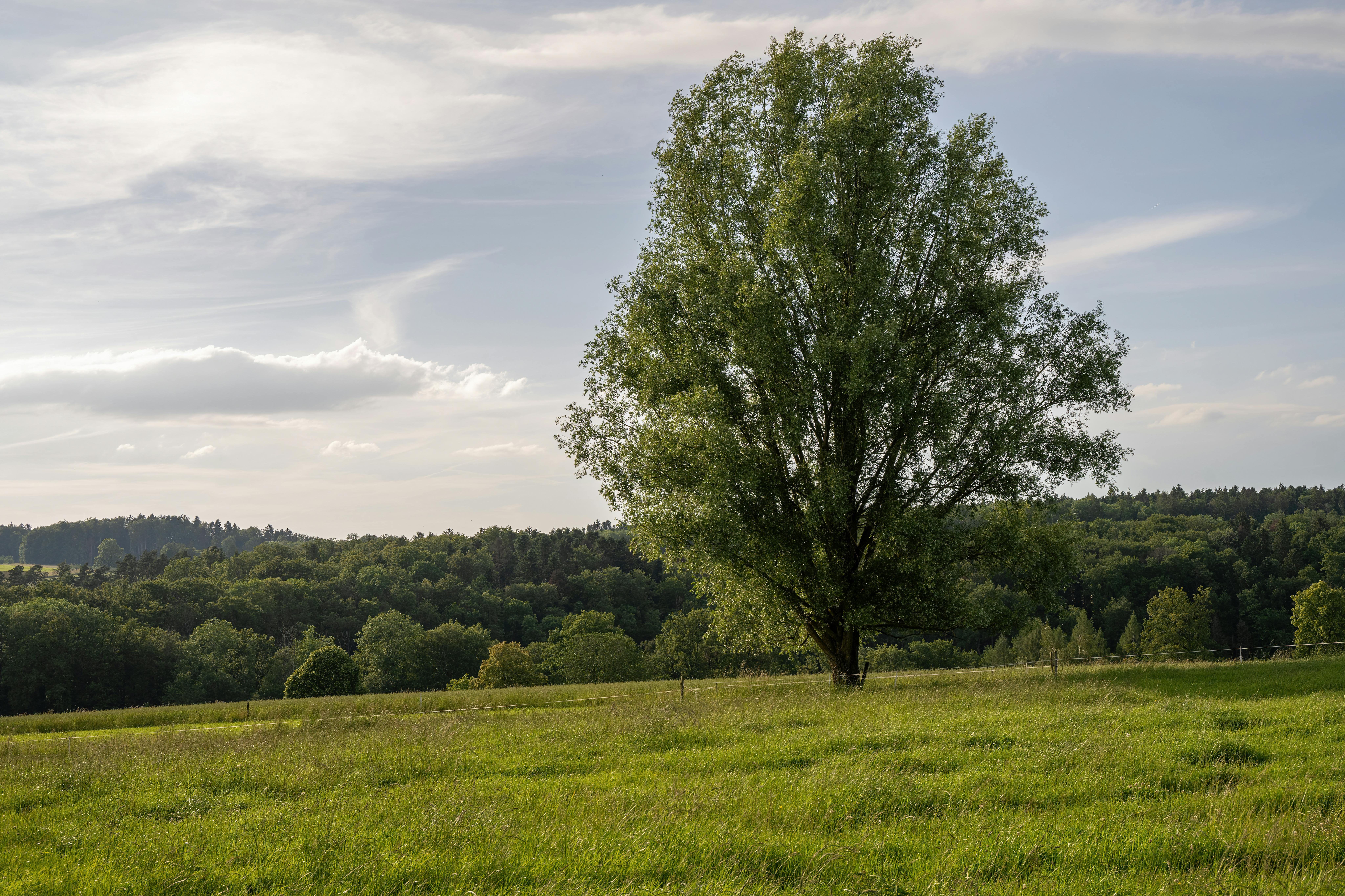 Tree on Grassland in Countryside · Free Stock Photo