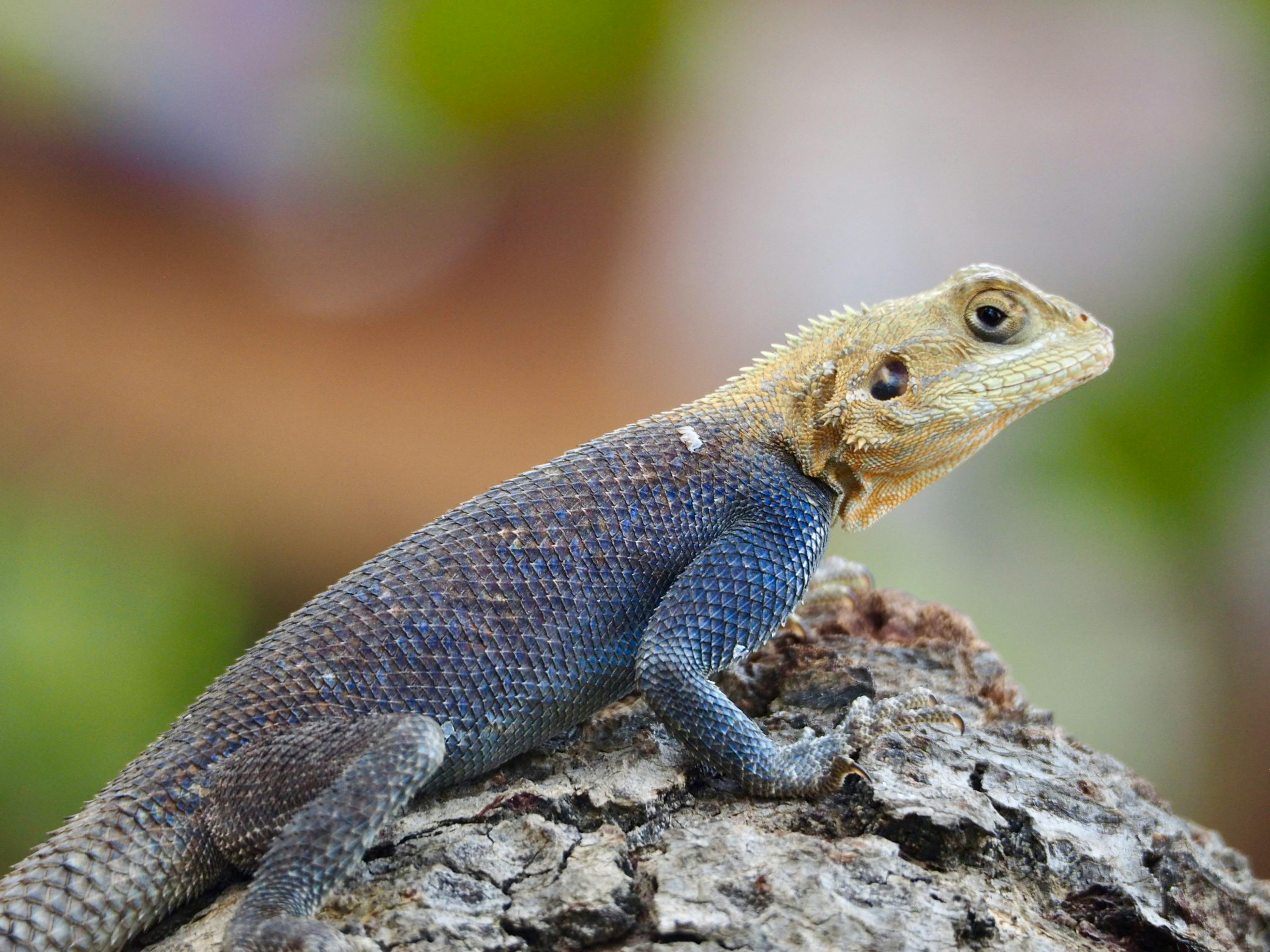 Agama Lionotus Lizard · Free Stock Photo