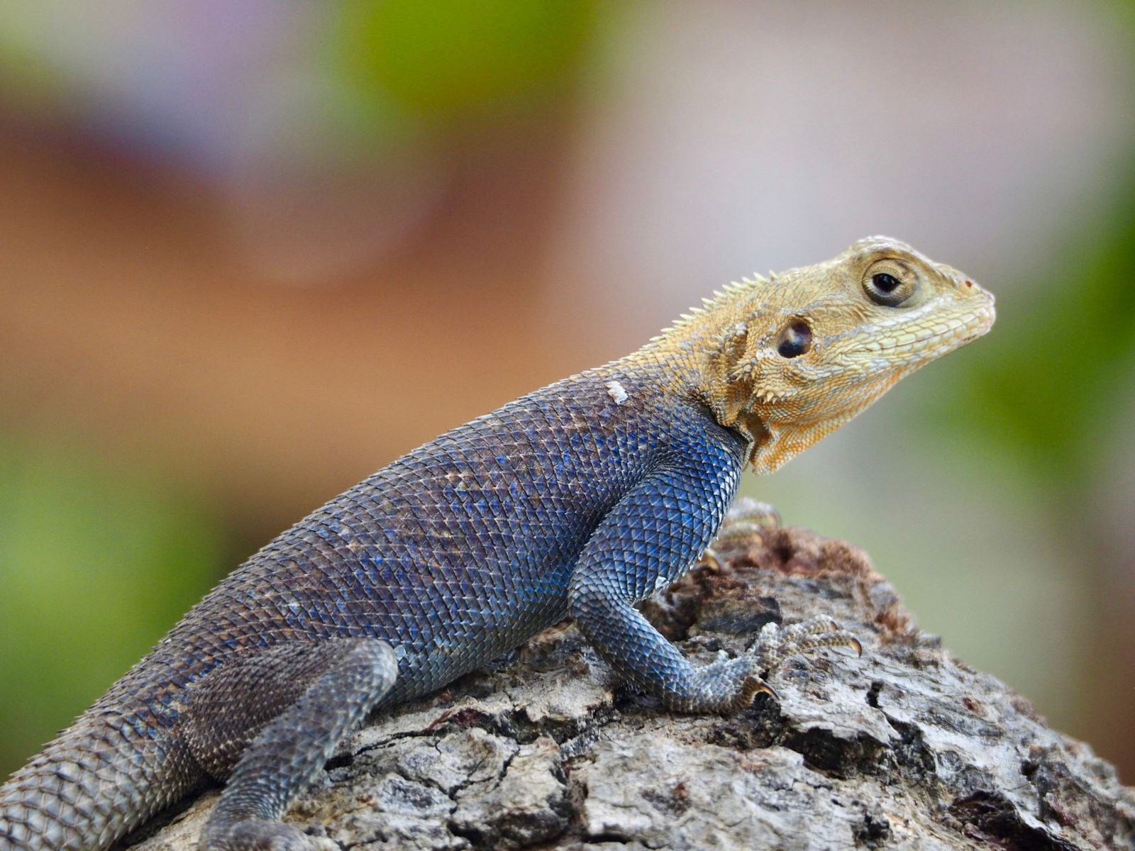 Lizard Photos, Download The BEST Free Lizard Stock Photos & HD Images