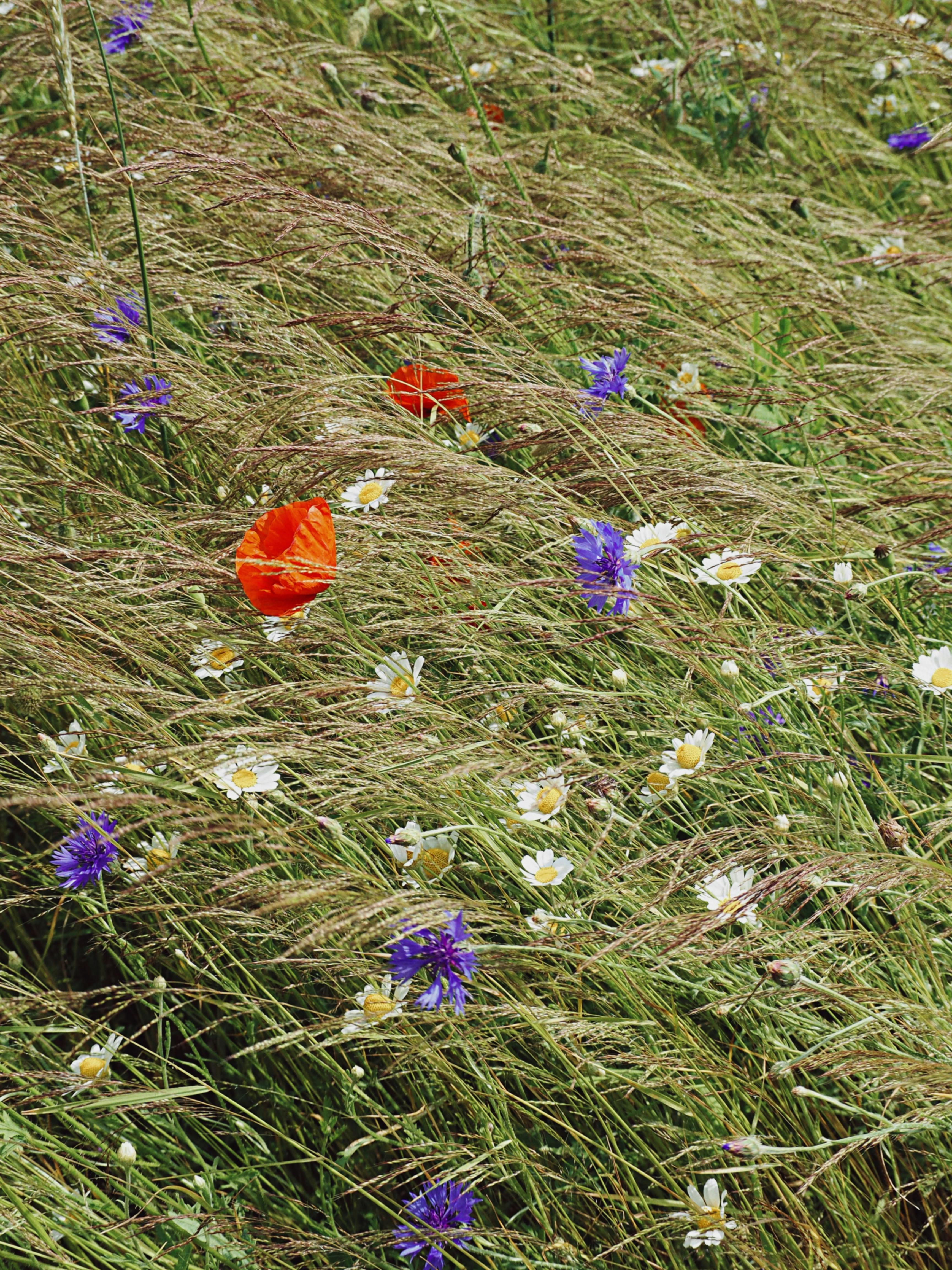 Rippling Grass Photos, Download The BEST Free Rippling Grass Stock ...