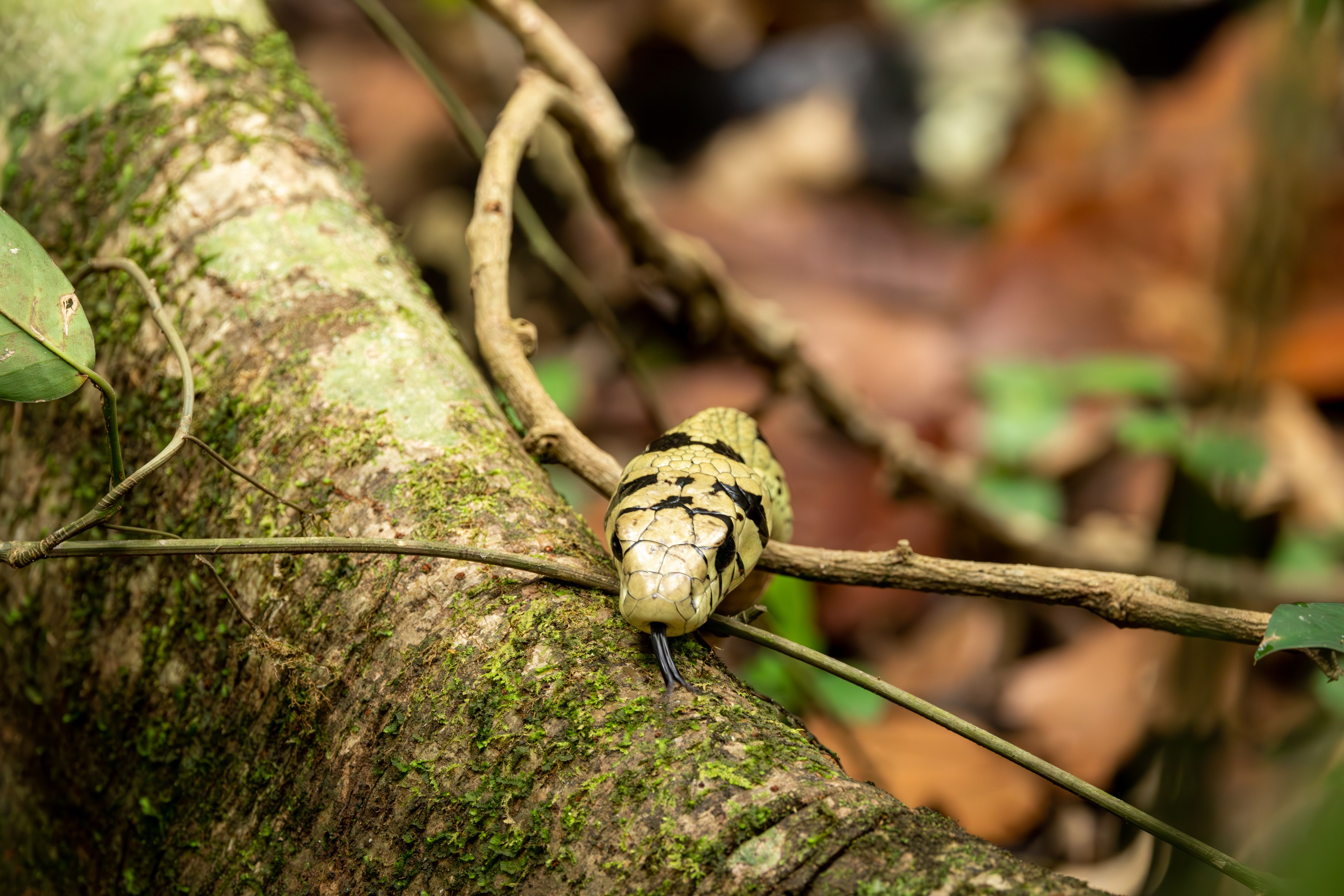 Snake in a Jungle · Free Stock Photo