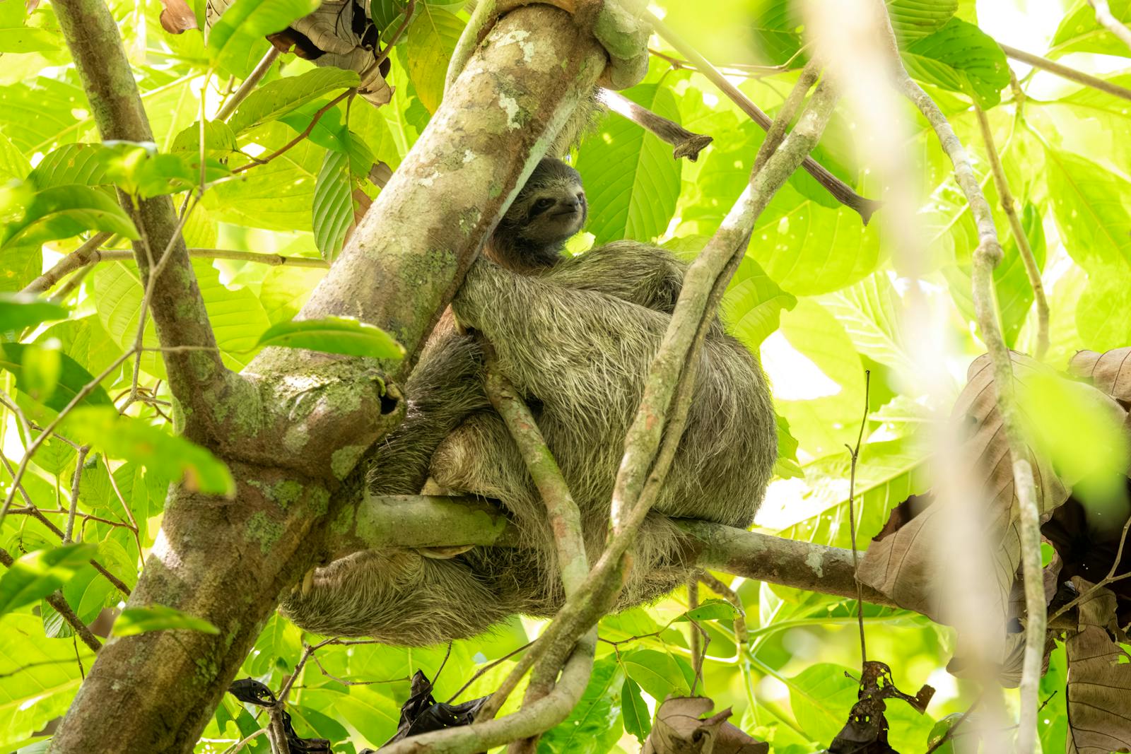 Sloth Photos, Download The BEST Free Sloth Stock Photos & HD Images