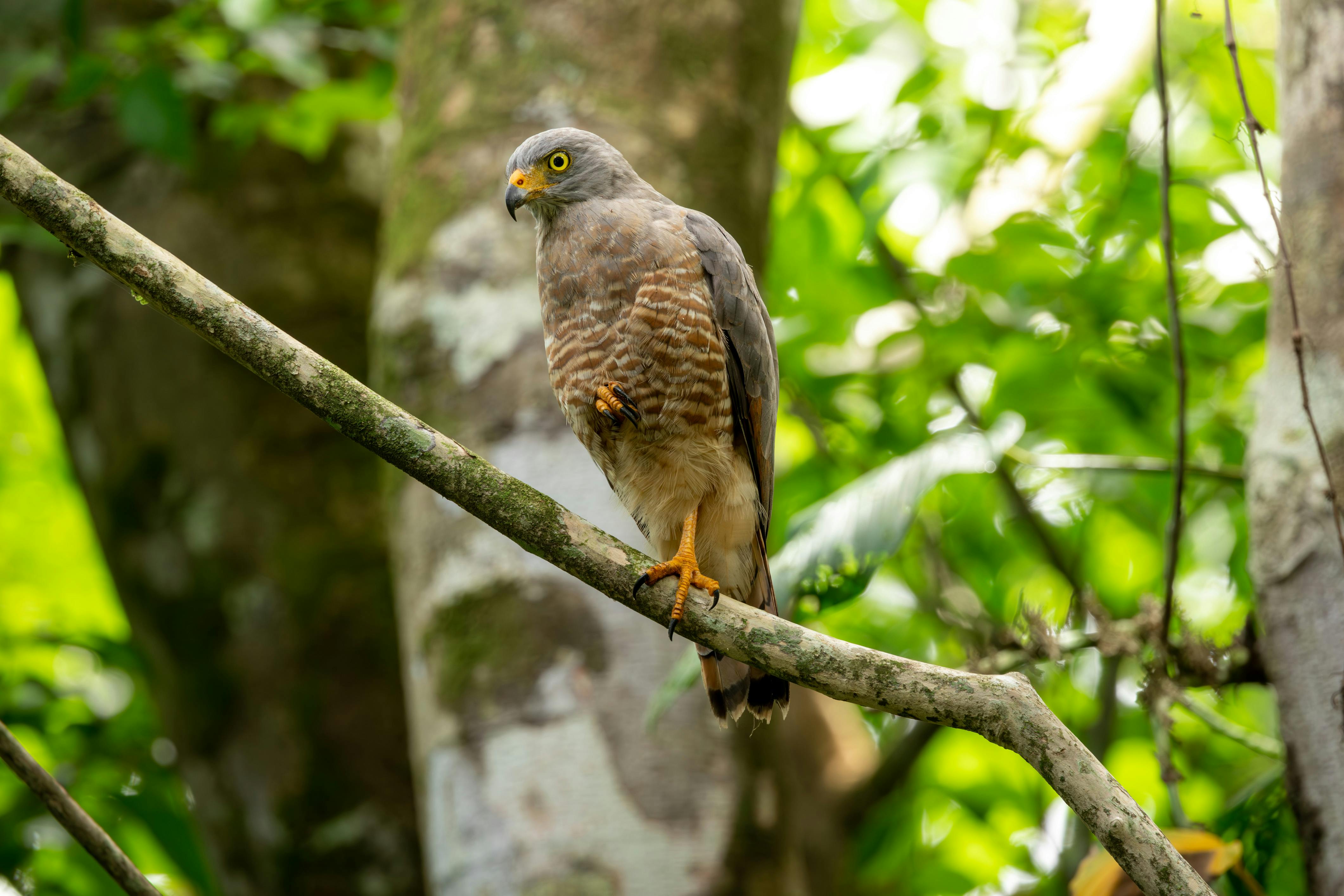 Hawk on Branch · Free Stock Photo