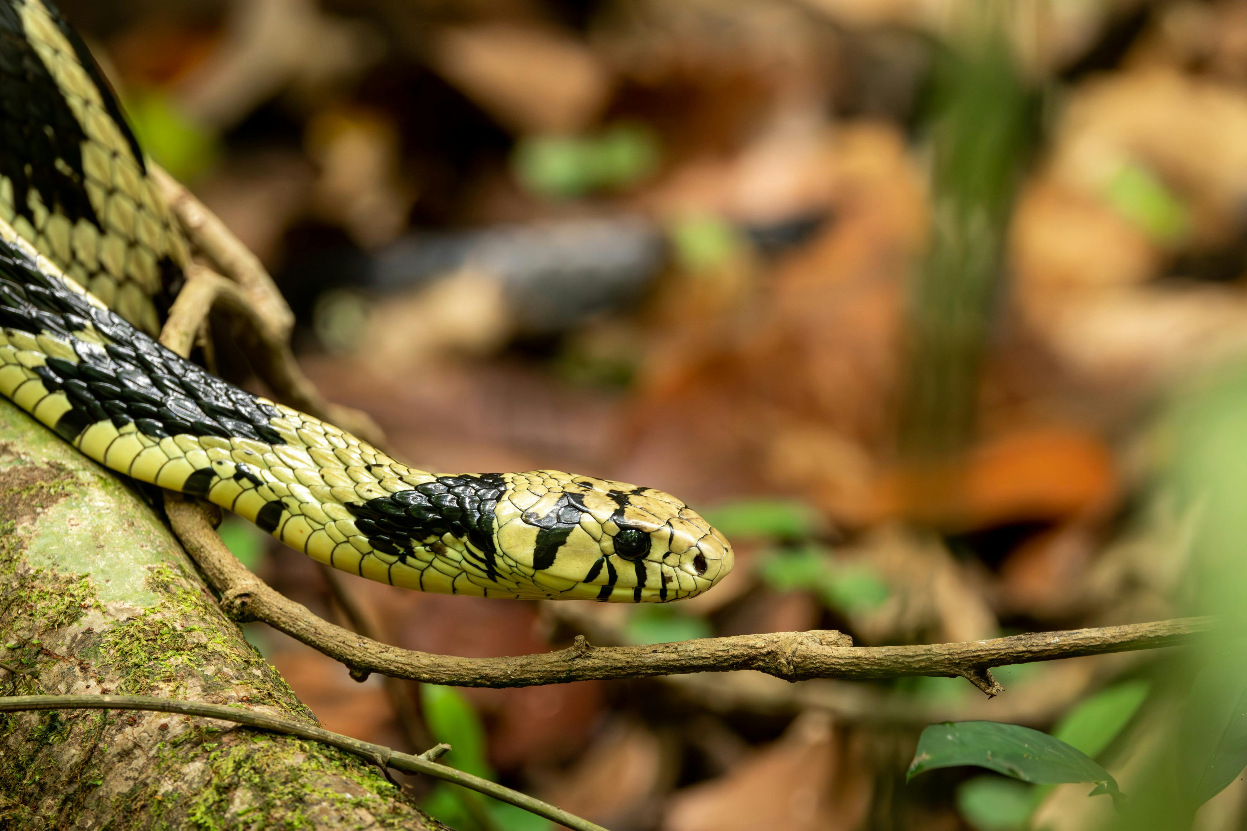 Head of Tropical Chicken Snake · Free Stock Photo