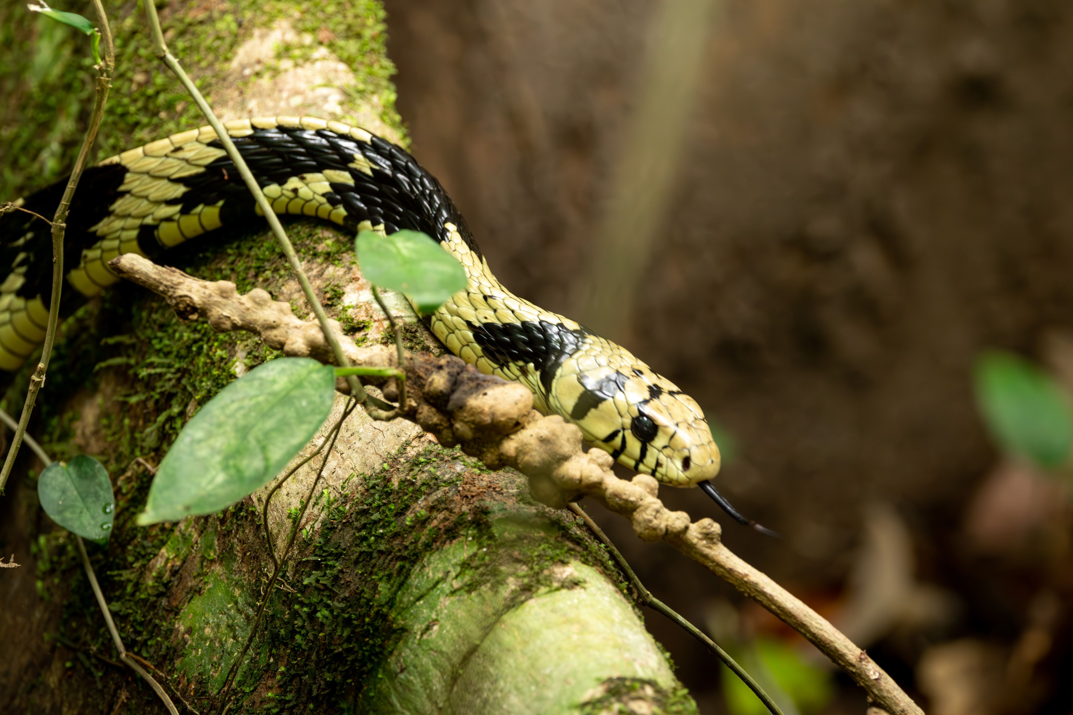 Tropical Chicken Snake on Tree in Moss · Free Stock Photo