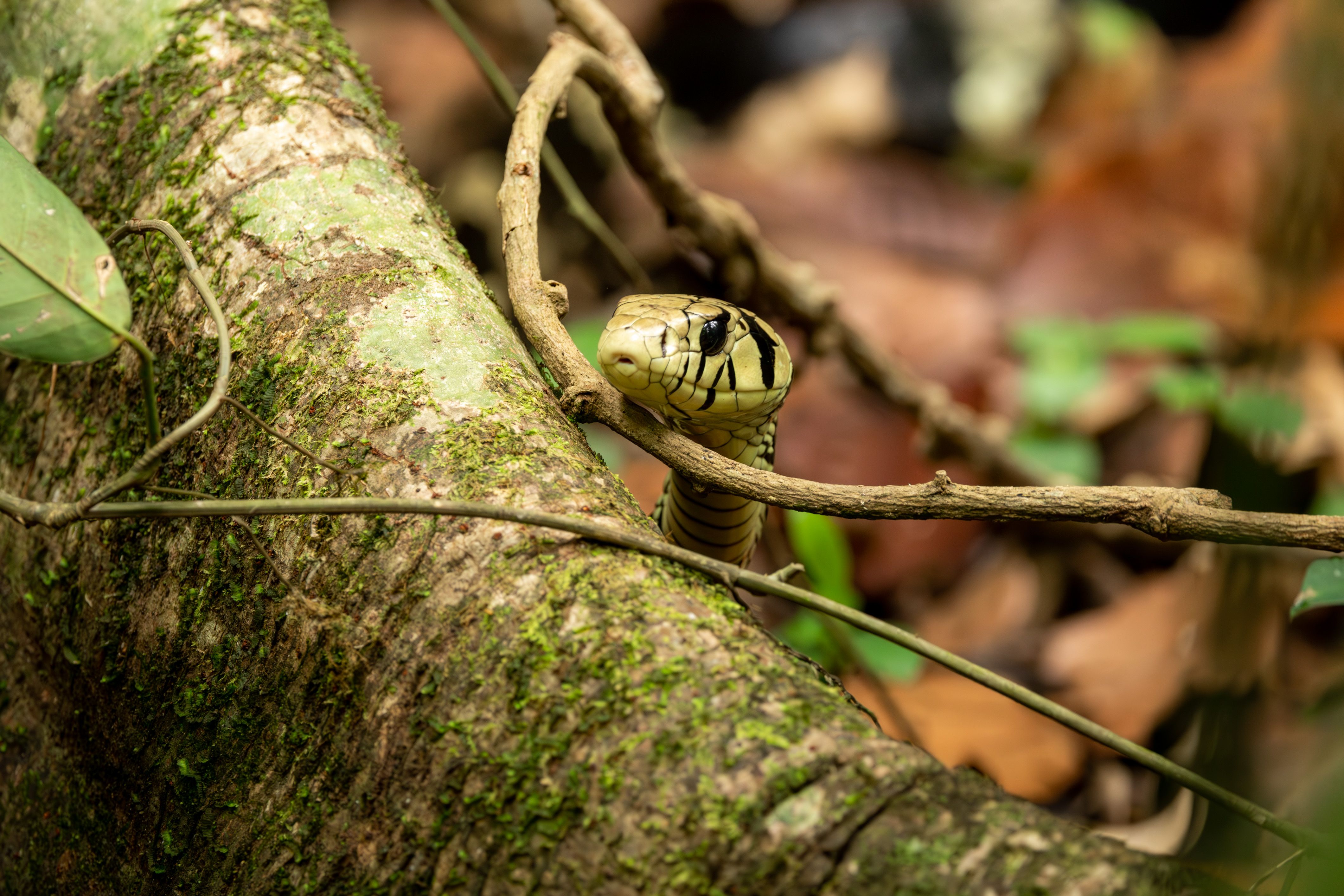 Snake in Forest · Free Stock Photo