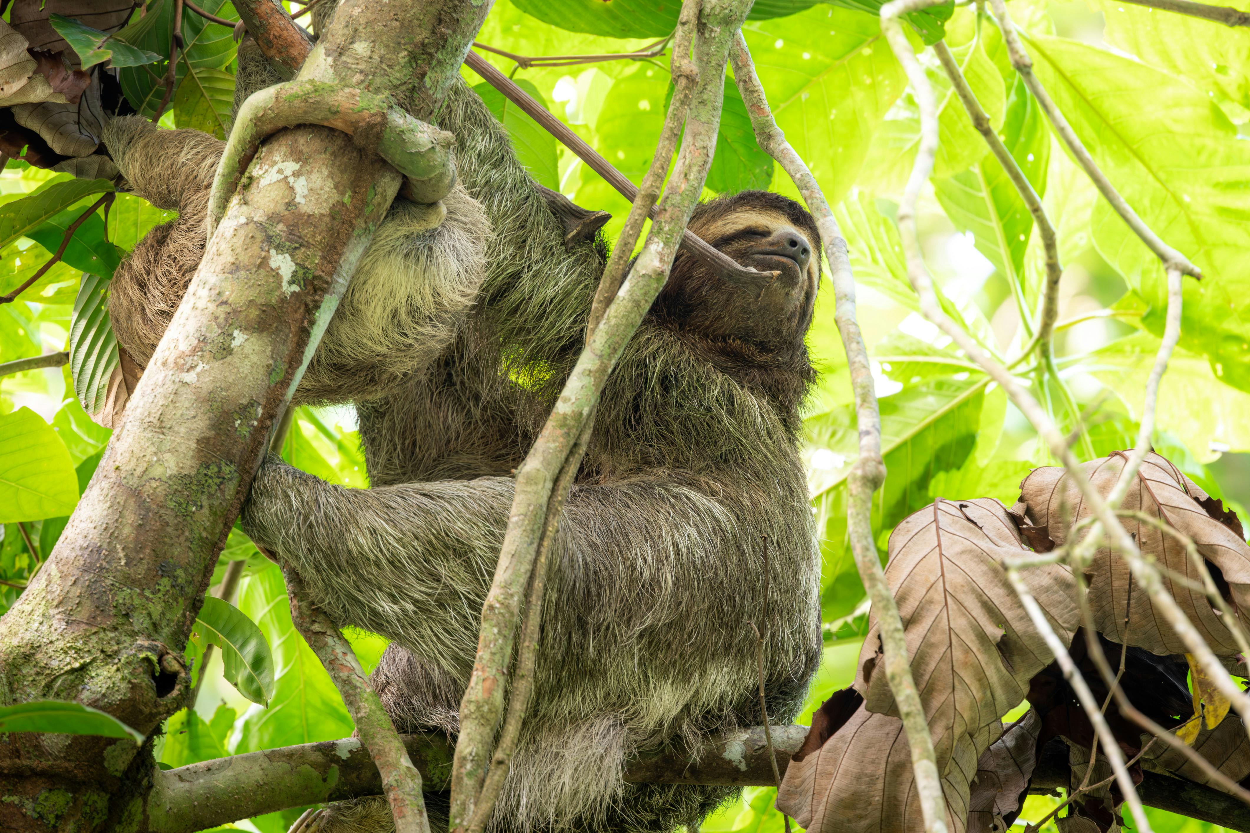 Sloth on Tree · Free Stock Photo