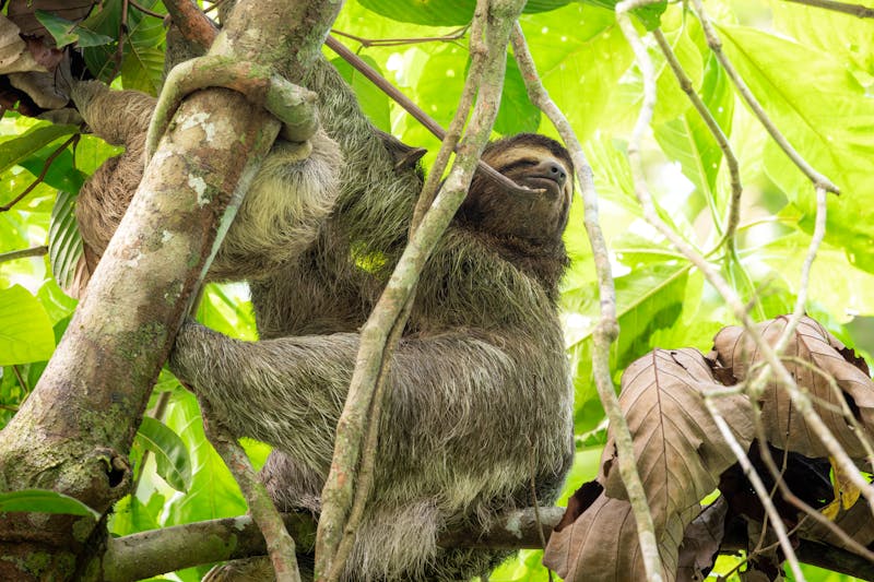 Sloth Photos, Download The BEST Free Sloth Stock Photos & HD Images