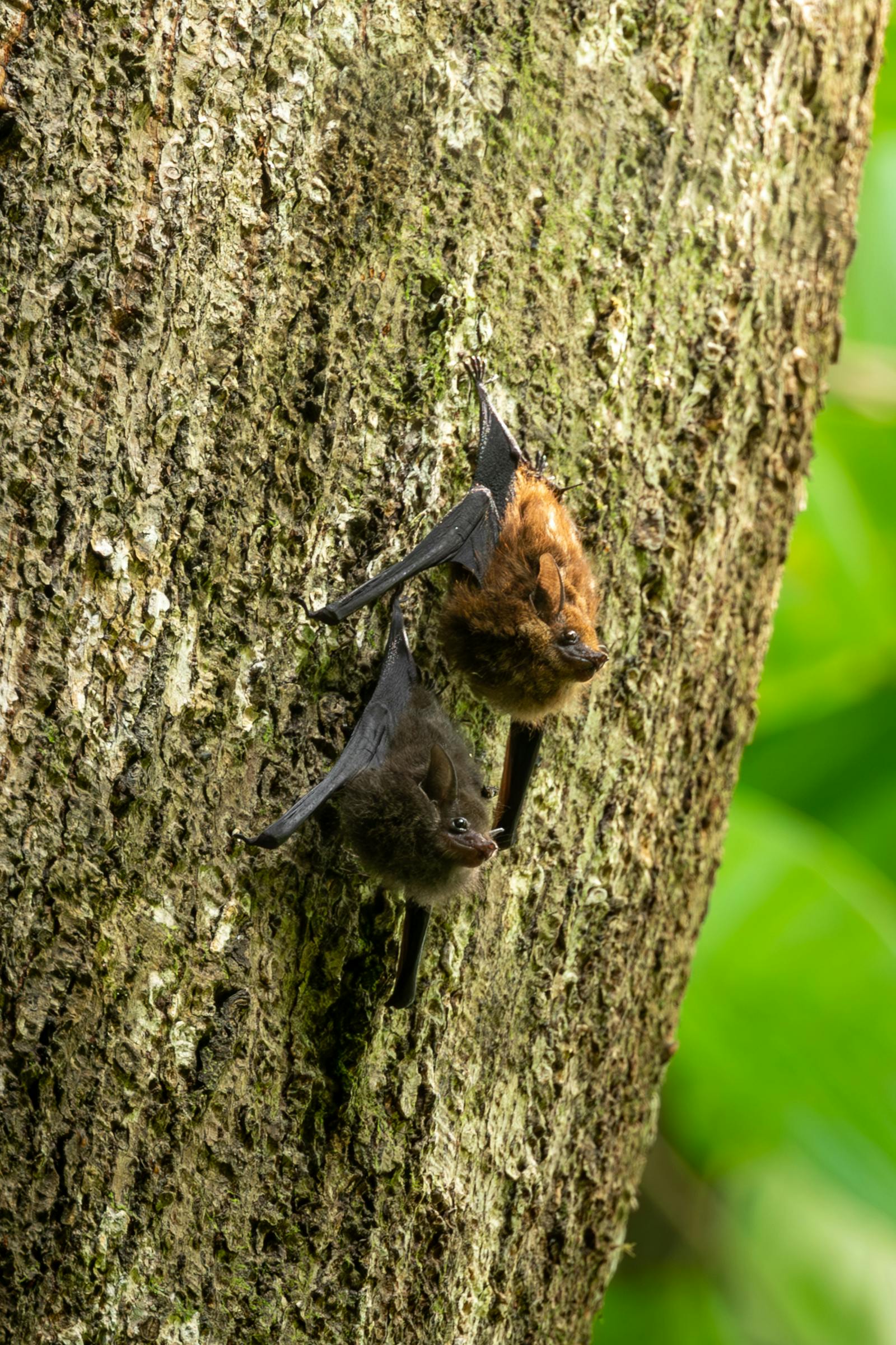 Bat Animal Photos, Download The BEST Free Bat Animal Stock Photos & HD ...